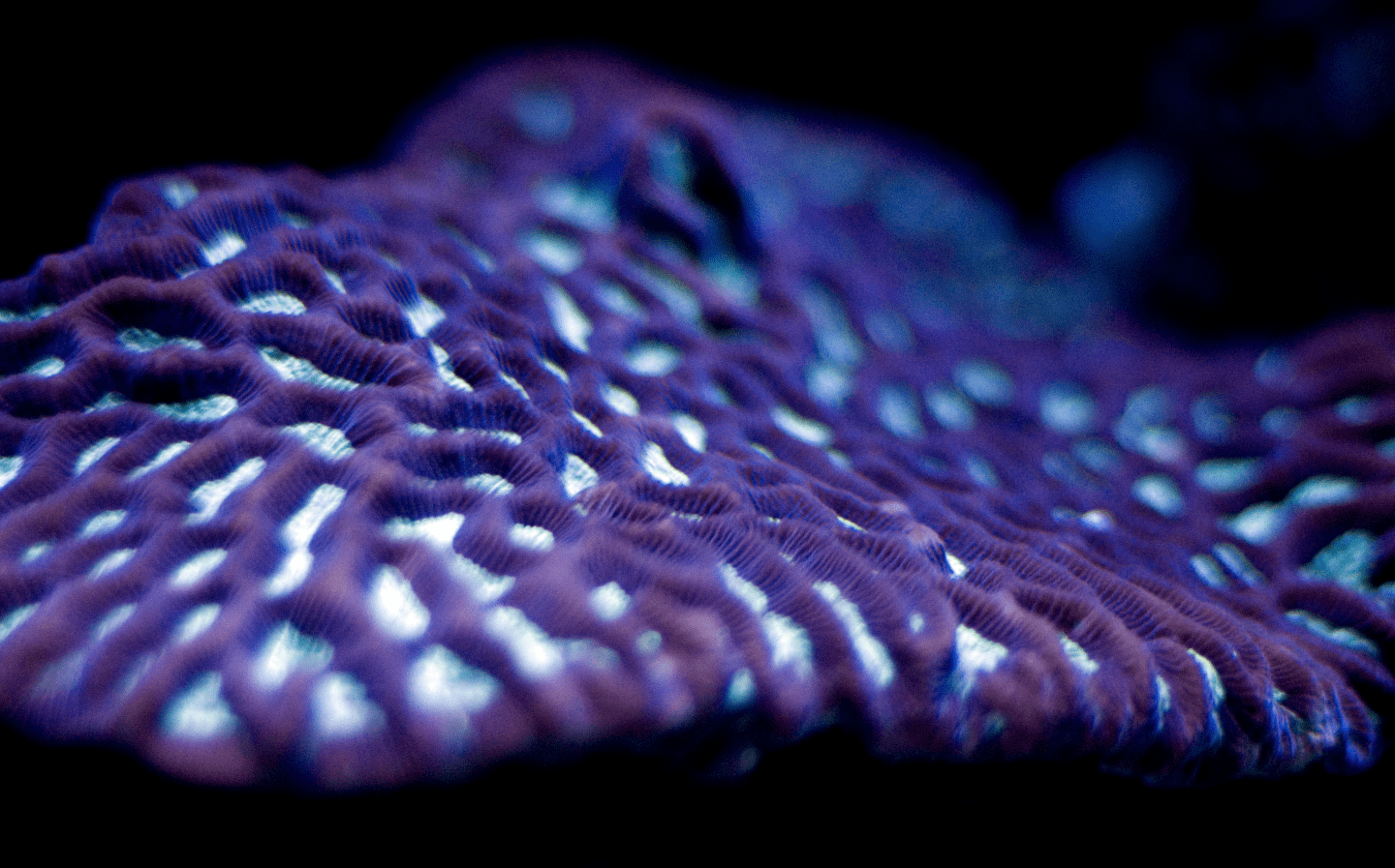 Protein Turns Sunlight Into Vivid Color — Biological Strategy — AskNature