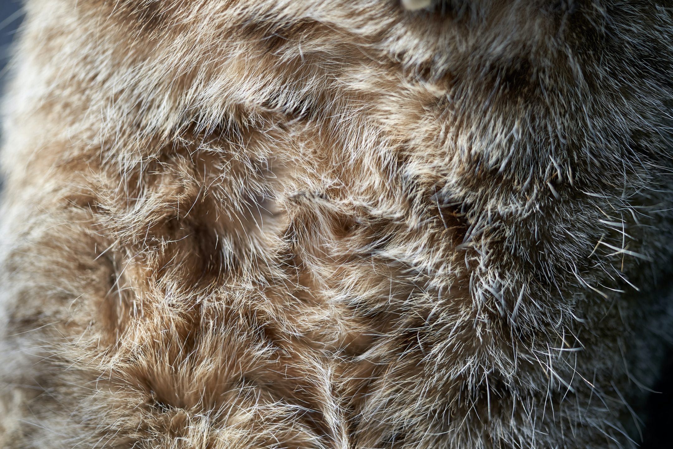 Durable, Waterproof Fabric Inspired by Mammal Fur — Innovation — AskNature