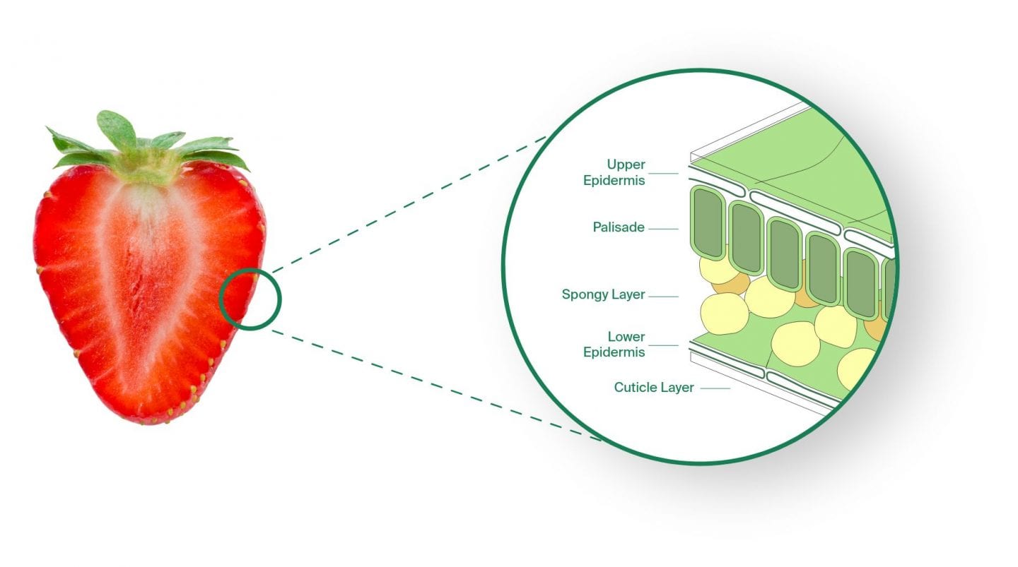 Edible Coating That Mimics Plant Cuticles Delays Spoilage of Fresh ...