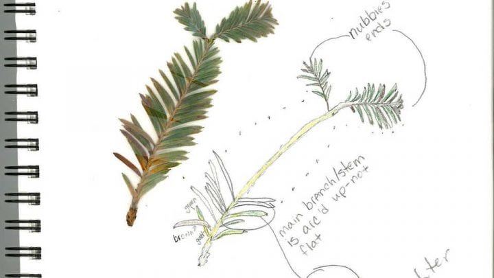 Introduction to Scientific Sketching — Resource — AskNature