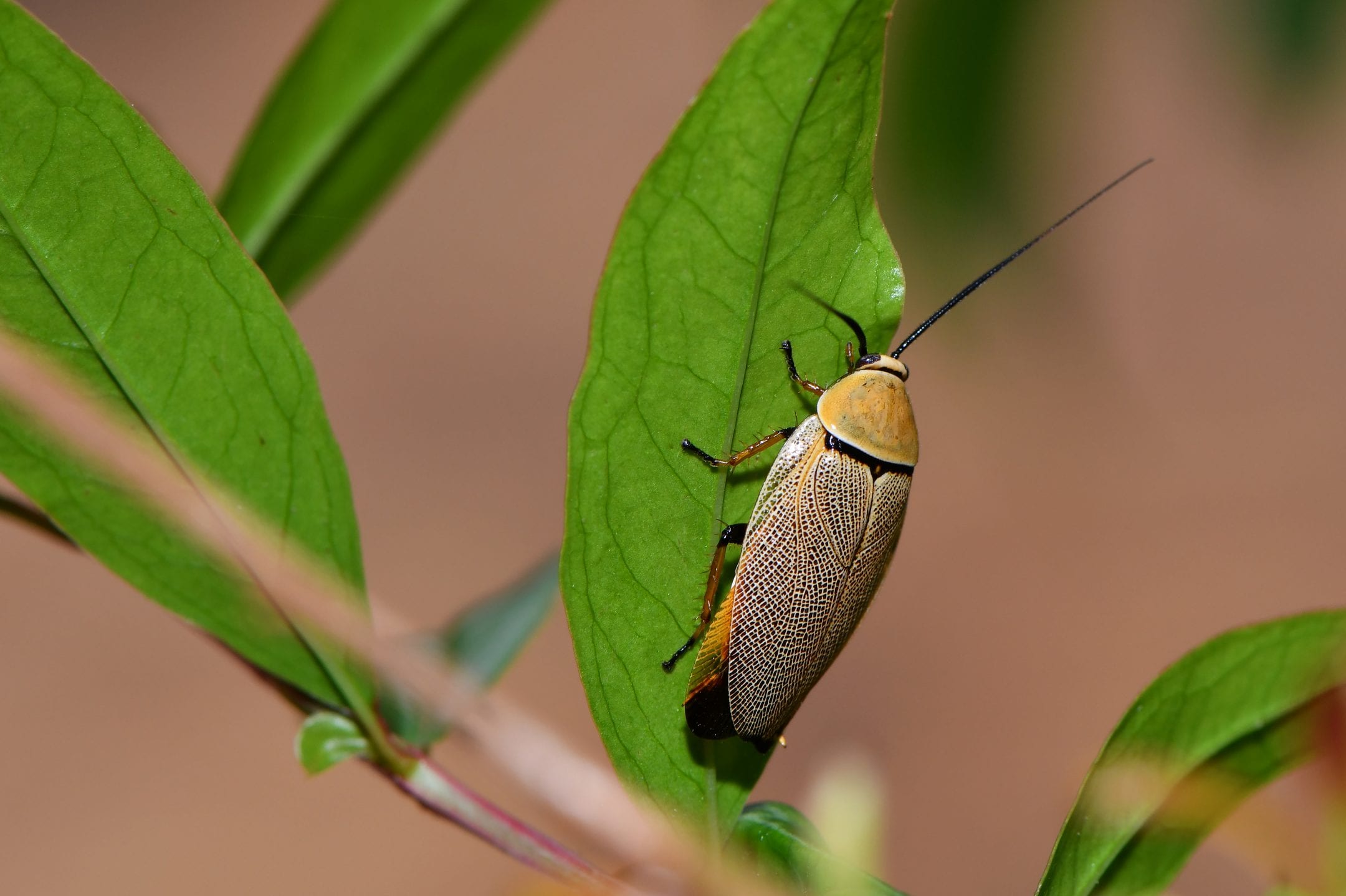 Self-Righting Robot Simulation Inspired by Cockroaches — Innovation ...