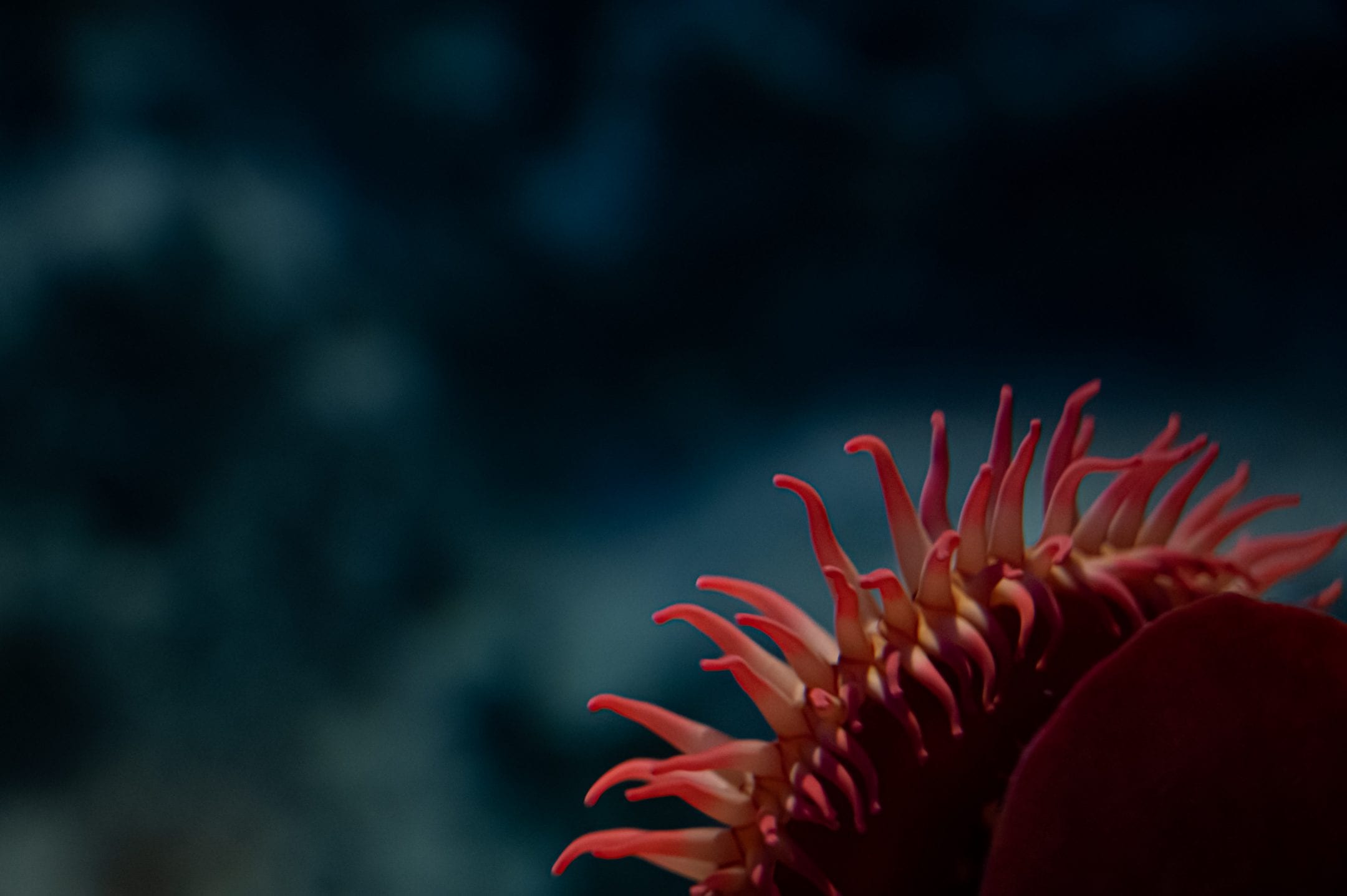 Adaptable Robotic Gripper Inspired by Sea Anemones — Innovation — AskNature