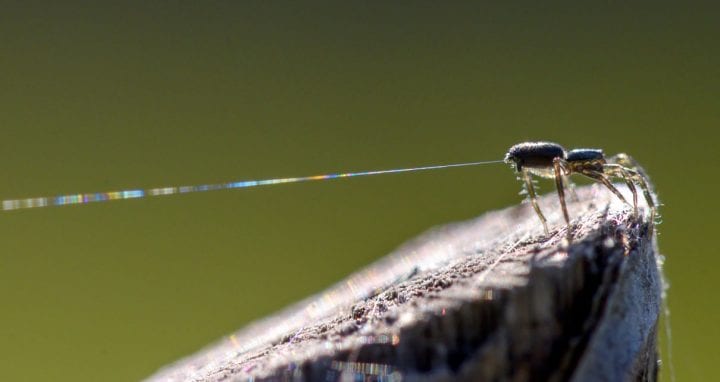 Spiders Fly Riding Electric Currents — Biological Strategy — AskNature