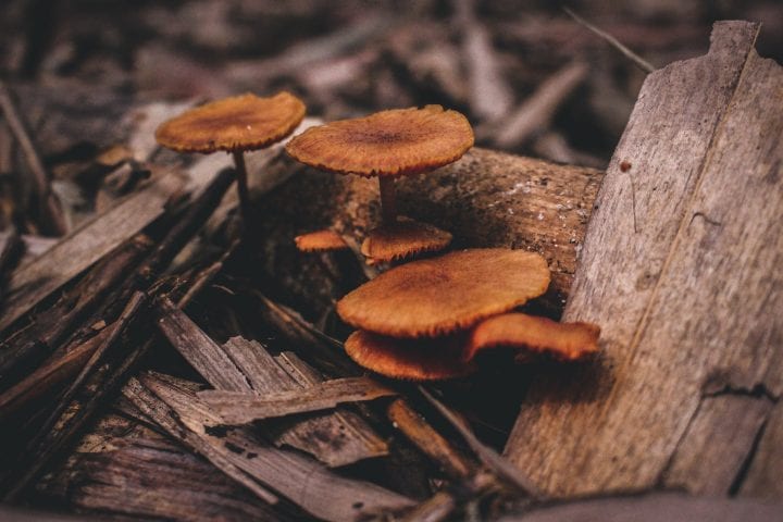 How Fungi Can Clean Up Pollution — Biological Strategy — AskNature