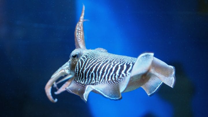 Siphuncle Controls Buoyancy — Biological Strategy — AskNature