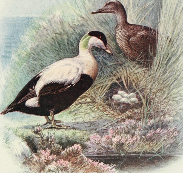 Down Feathers Supply Super Insulation — Biological Strategy — AskNature