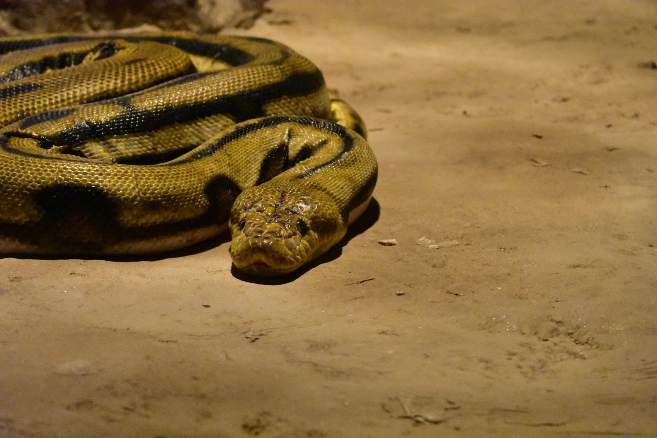 Pneumatic Soft Robot Inspired by Snakes — Innovation — AskNature