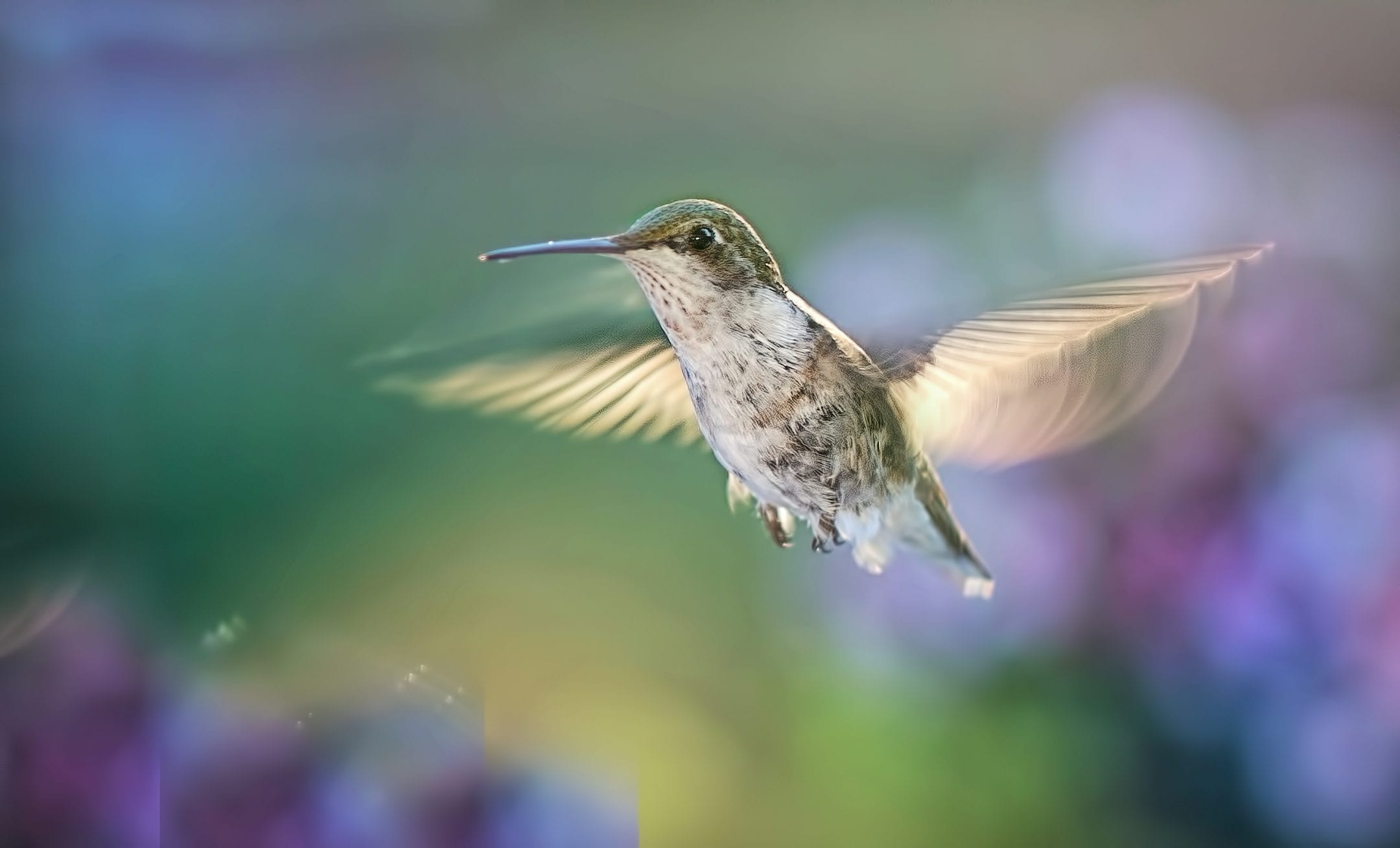 How a Hummingbird Hums — Biological Strategy — AskNature