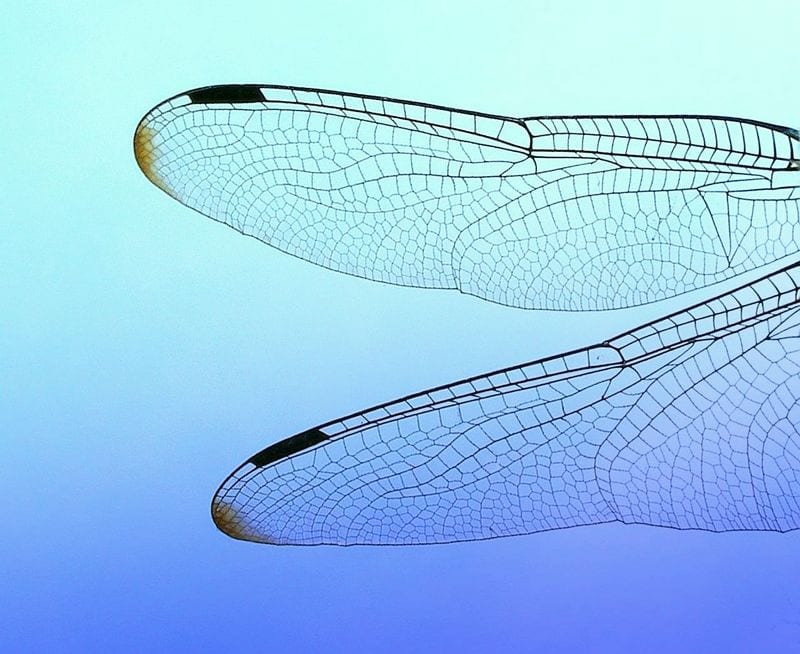 Wing Structure Allows Rapid Acceleration — Biological Strategy — AskNature