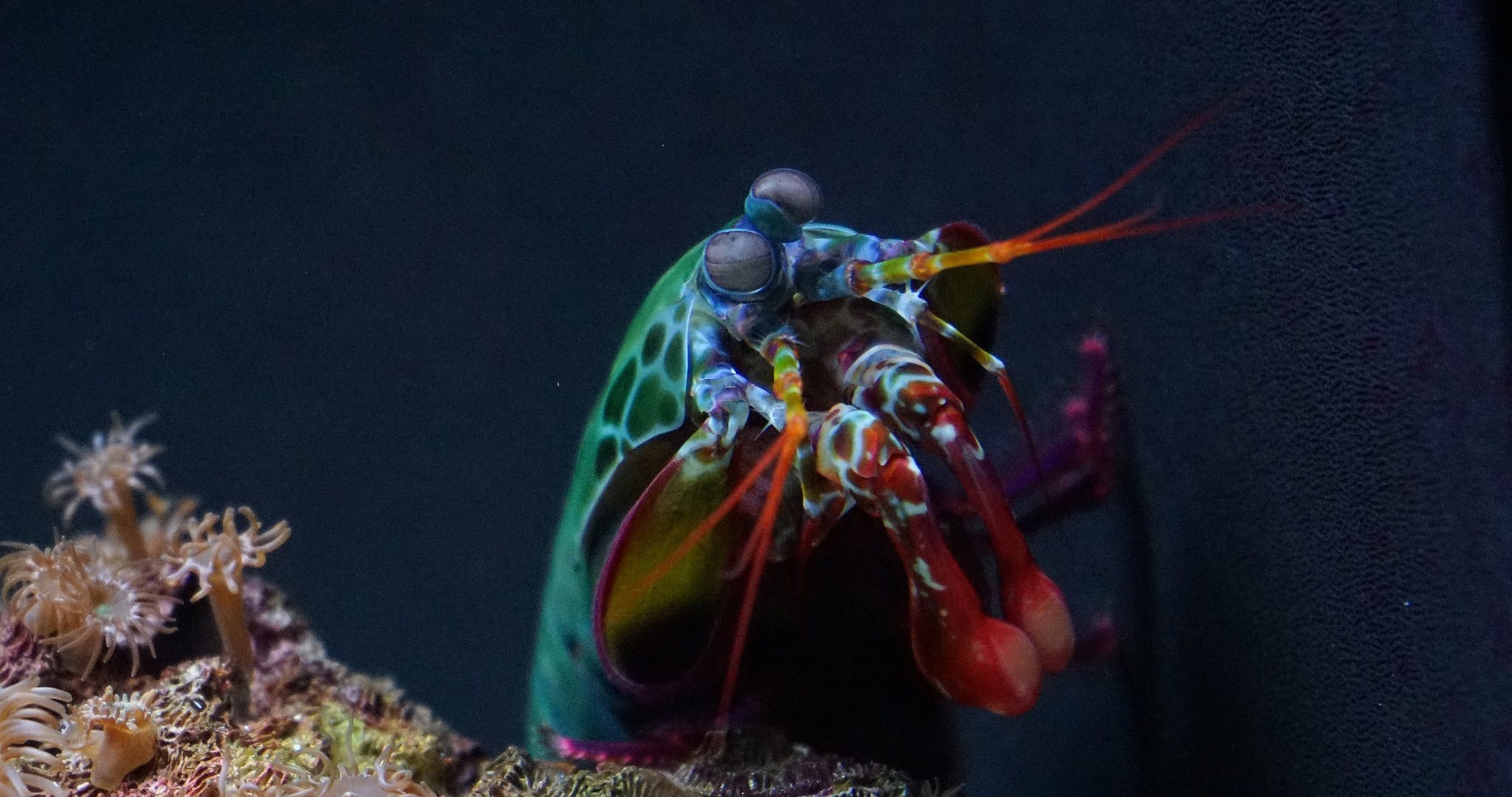 Mantis Shrimp Vision Simulation Mantis Shrimp Close Up Hi Res Stock