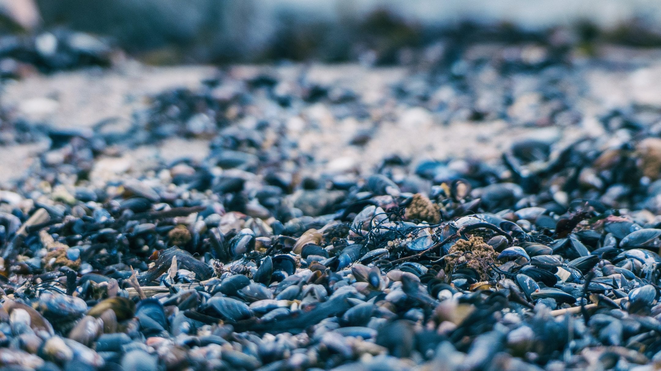 Reversible Smart Glue Inspired by Mussels — Innovation — AskNature