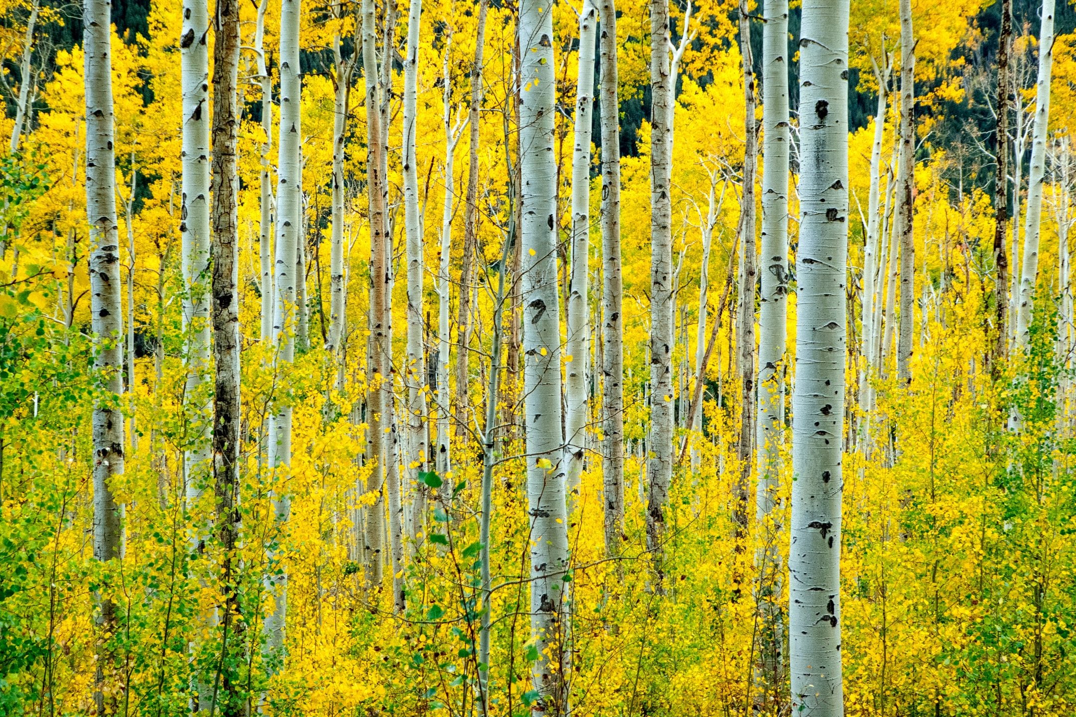 Weatherproof Energy Harvester Inspired by Aspen Leaves — Innovation ...