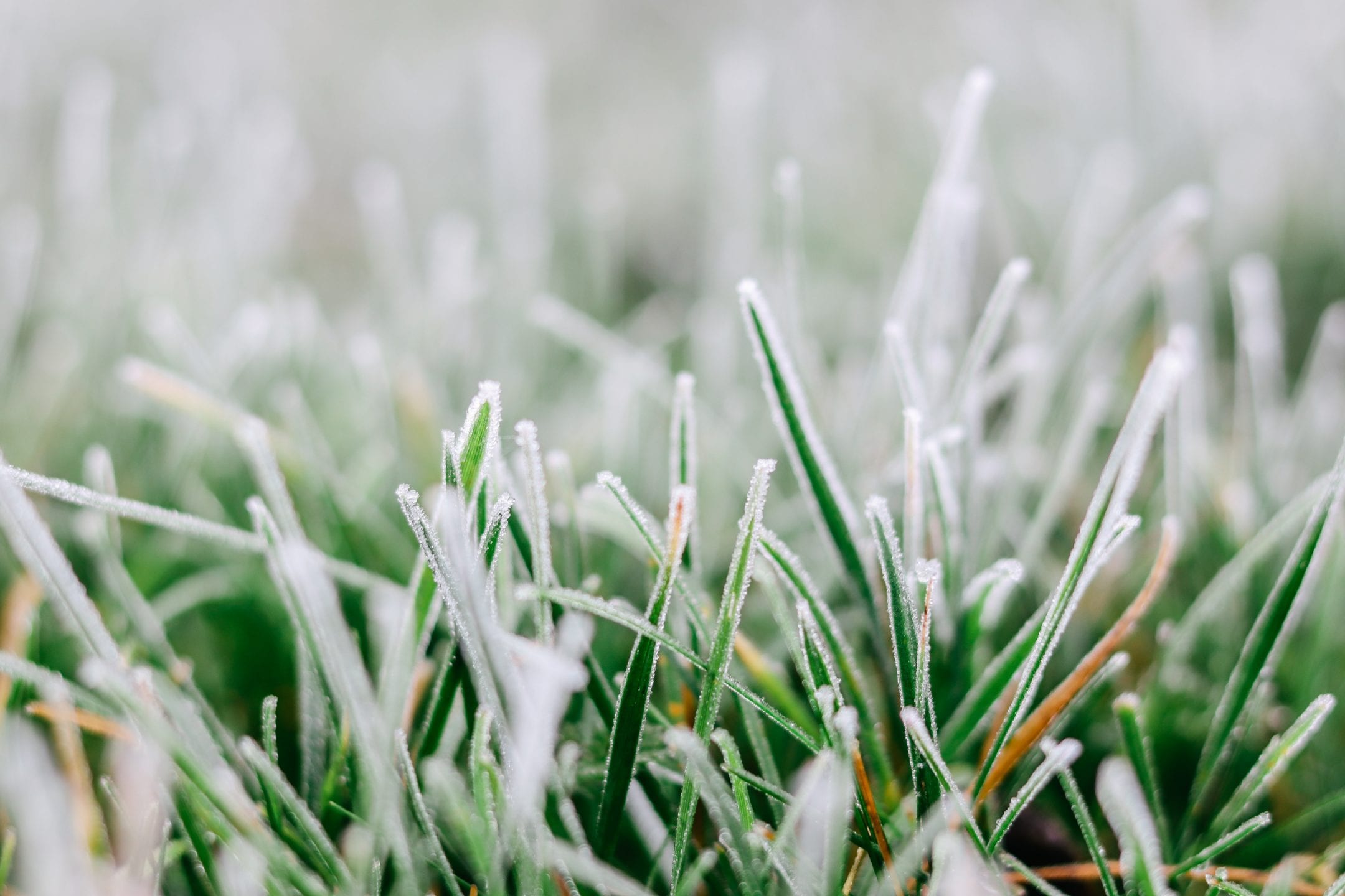 Anti-Frost Surface Coating Inspired by Wheatgrass — Innovation — AskNature