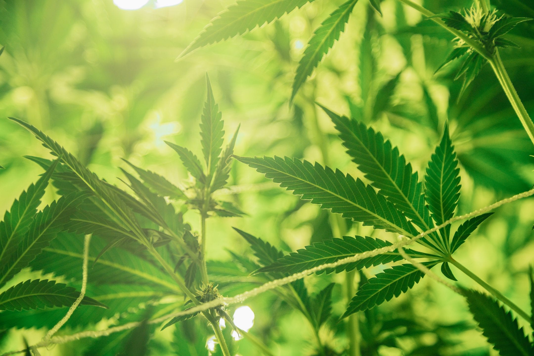 Hemp Fiber Degumming Process Inspired by Tidal Streams — Innovation ...