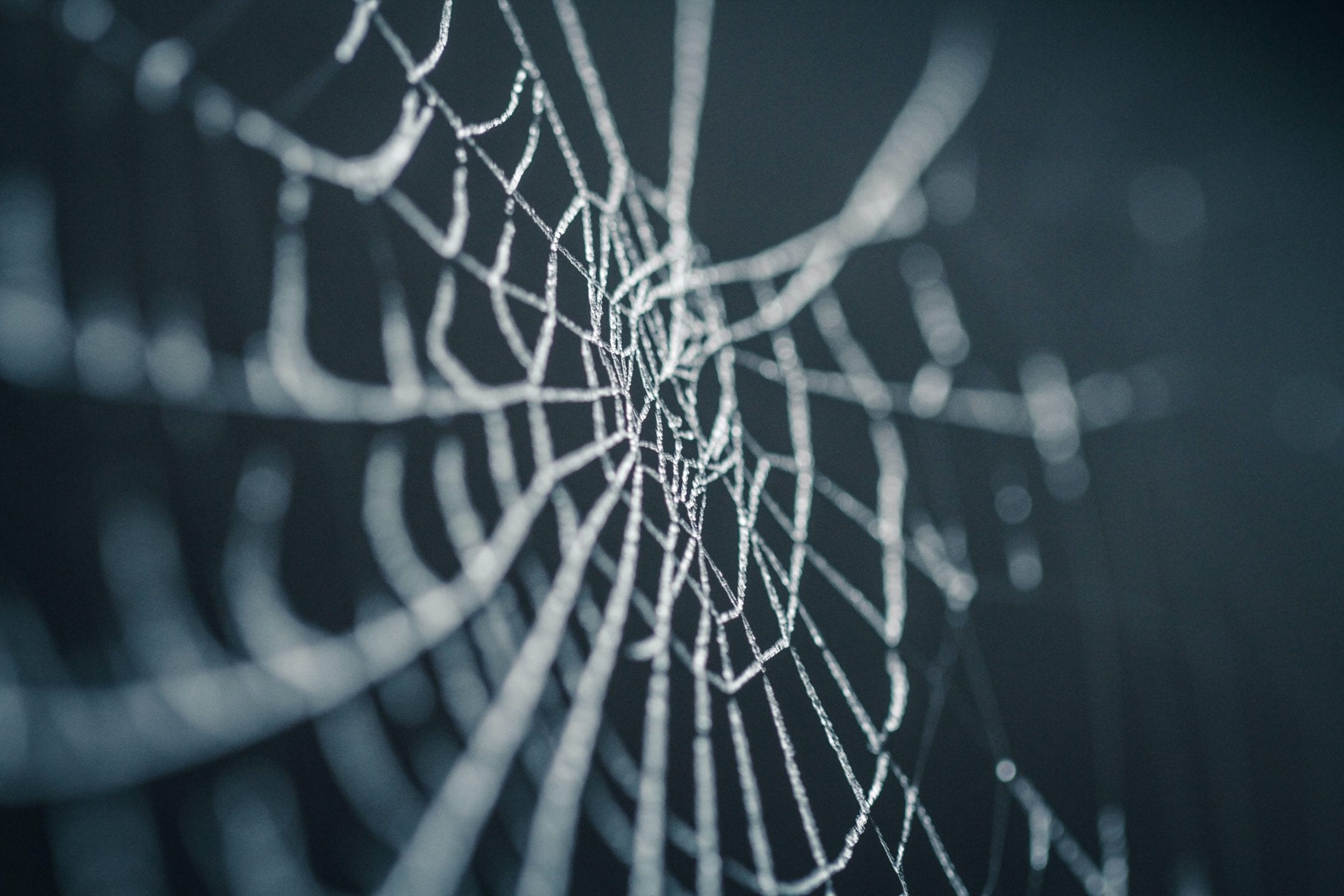 Textile Fiber Inspired by Spider Silk — Innovation — AskNature