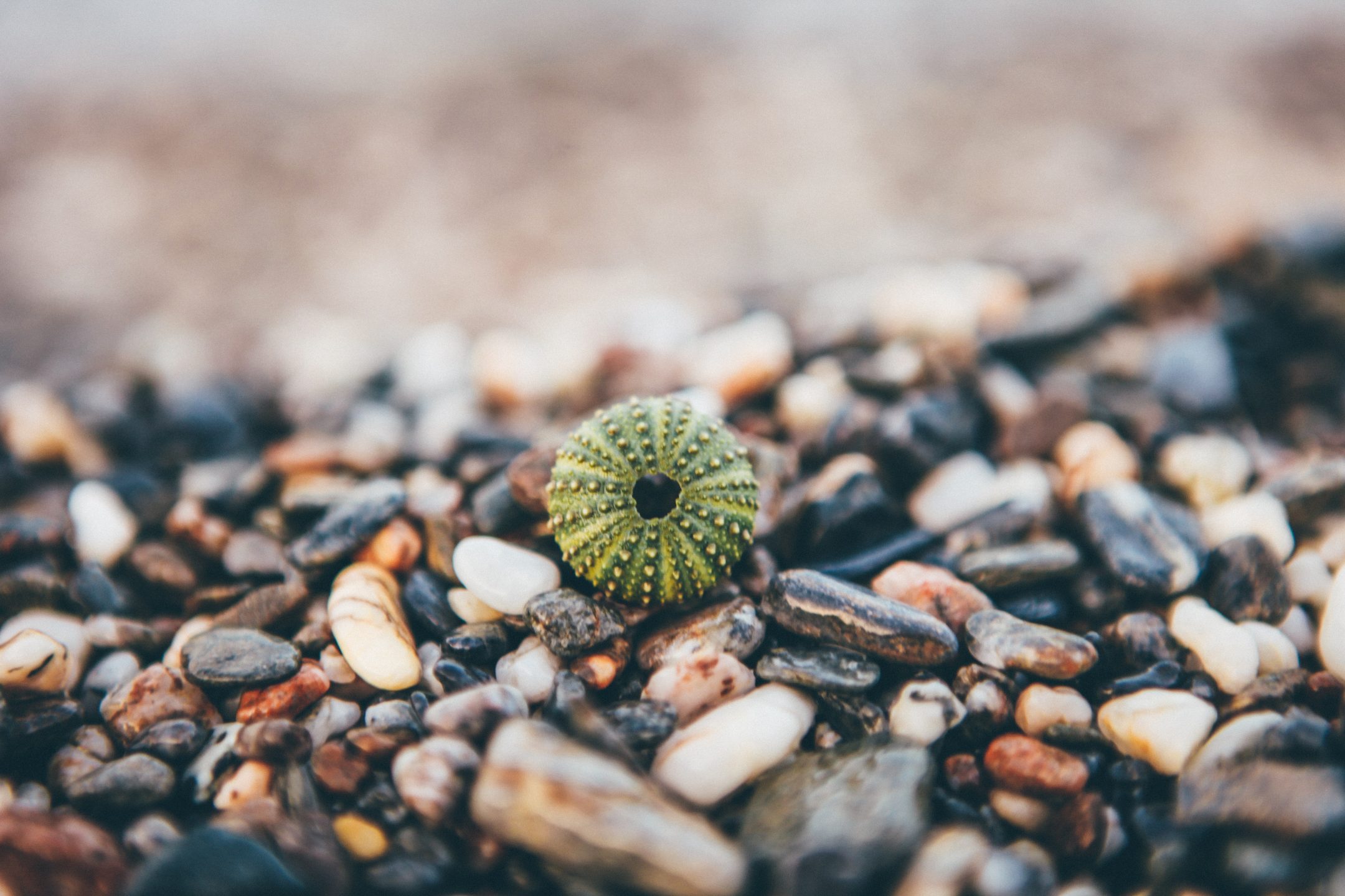 Elastic Concrete Material Inspired by Sea Urchin Shells — Innovation ...