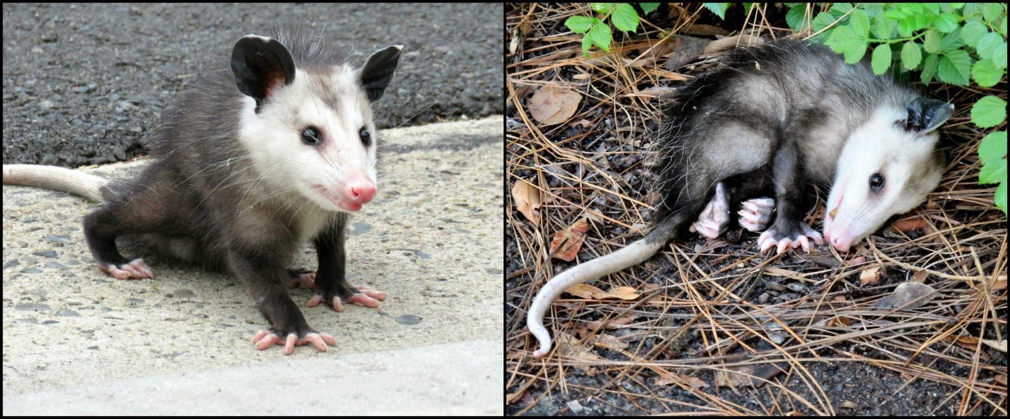 Opossums Feign Death to Evade Predators — Biological Strategy — AskNature
