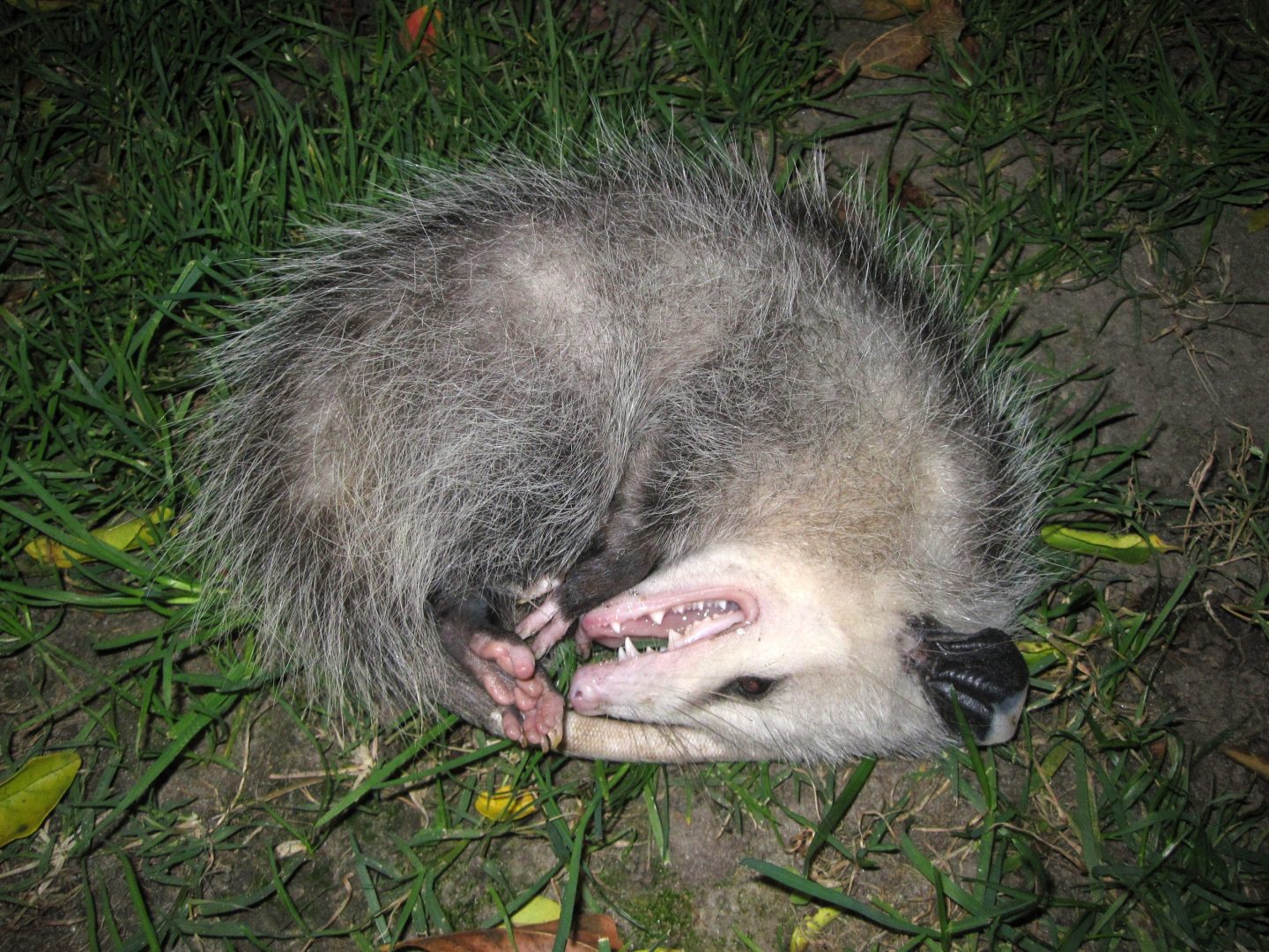 Opossums Feign Death to Evade Predators — Biological Strategy — AskNature