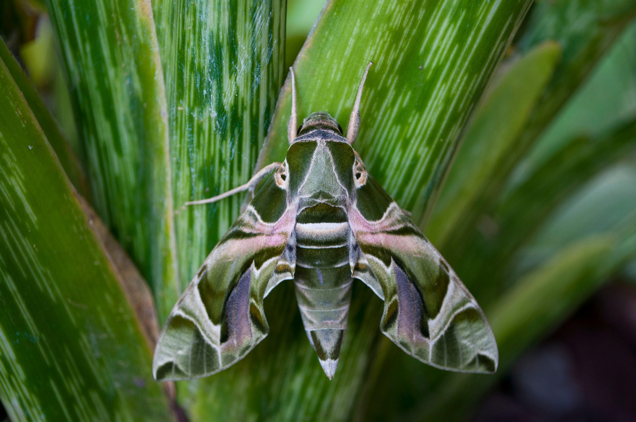 How Moths Outwit Bats With Their Super Hearing — Biological Strategy ...