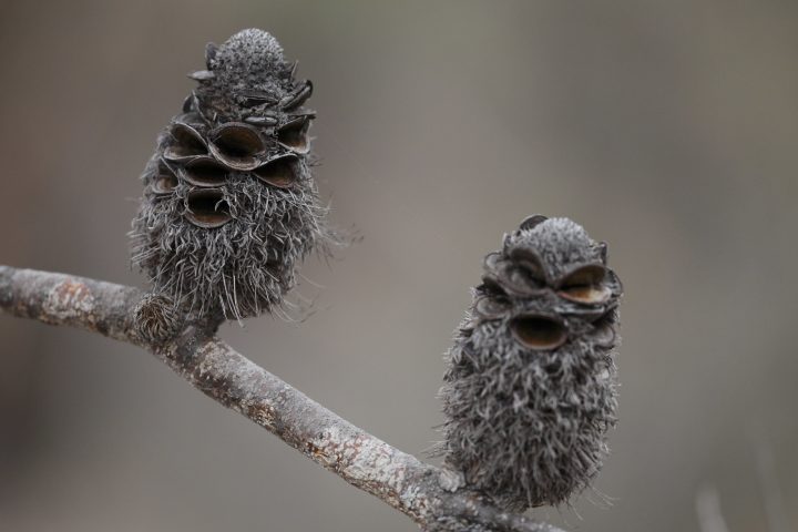 How Does Nature Harness the Creative Destruction of Fire? — Collection ...