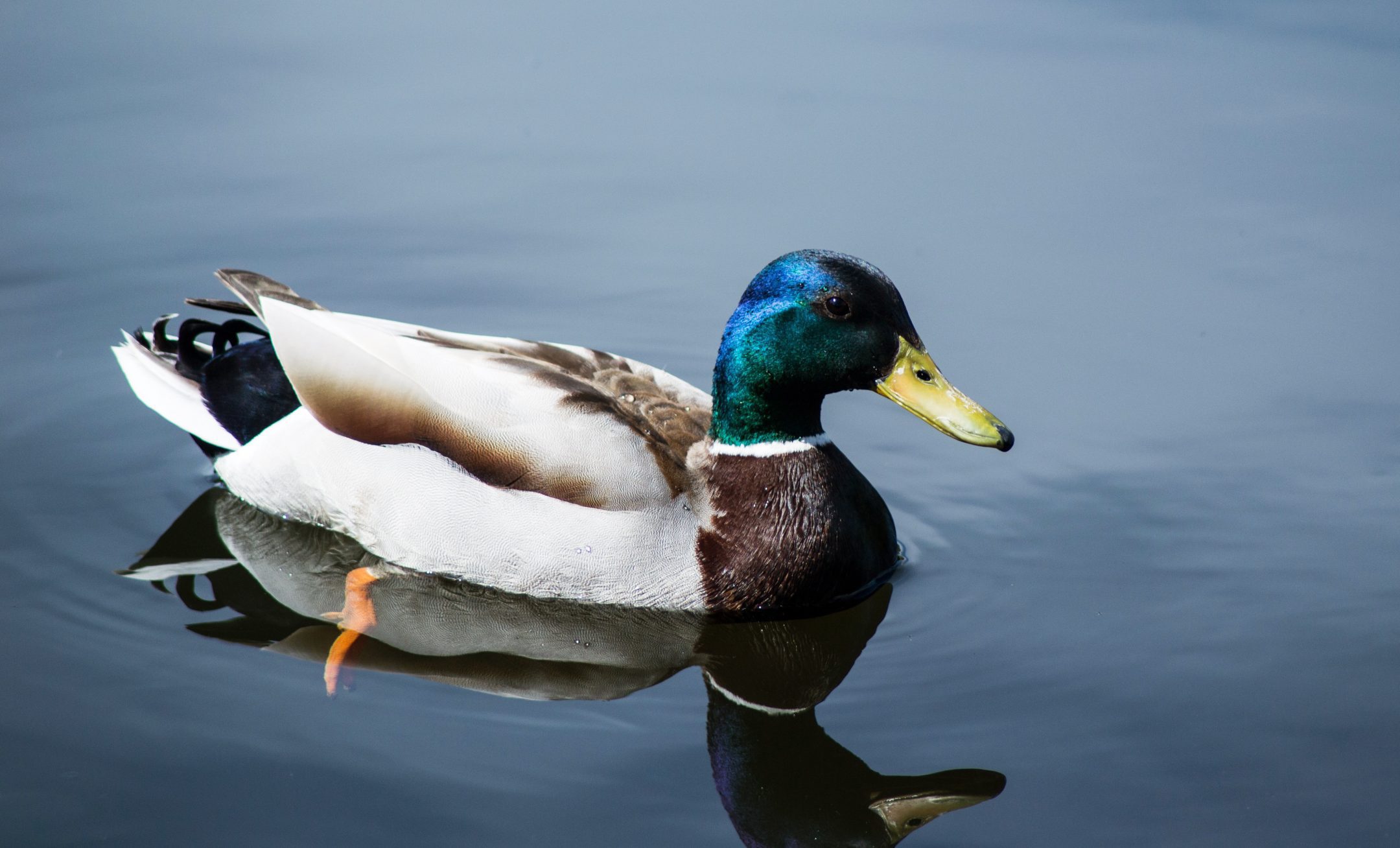 Water Collection Device Inspired by Ducks and Spiderwebs — Innovation ...