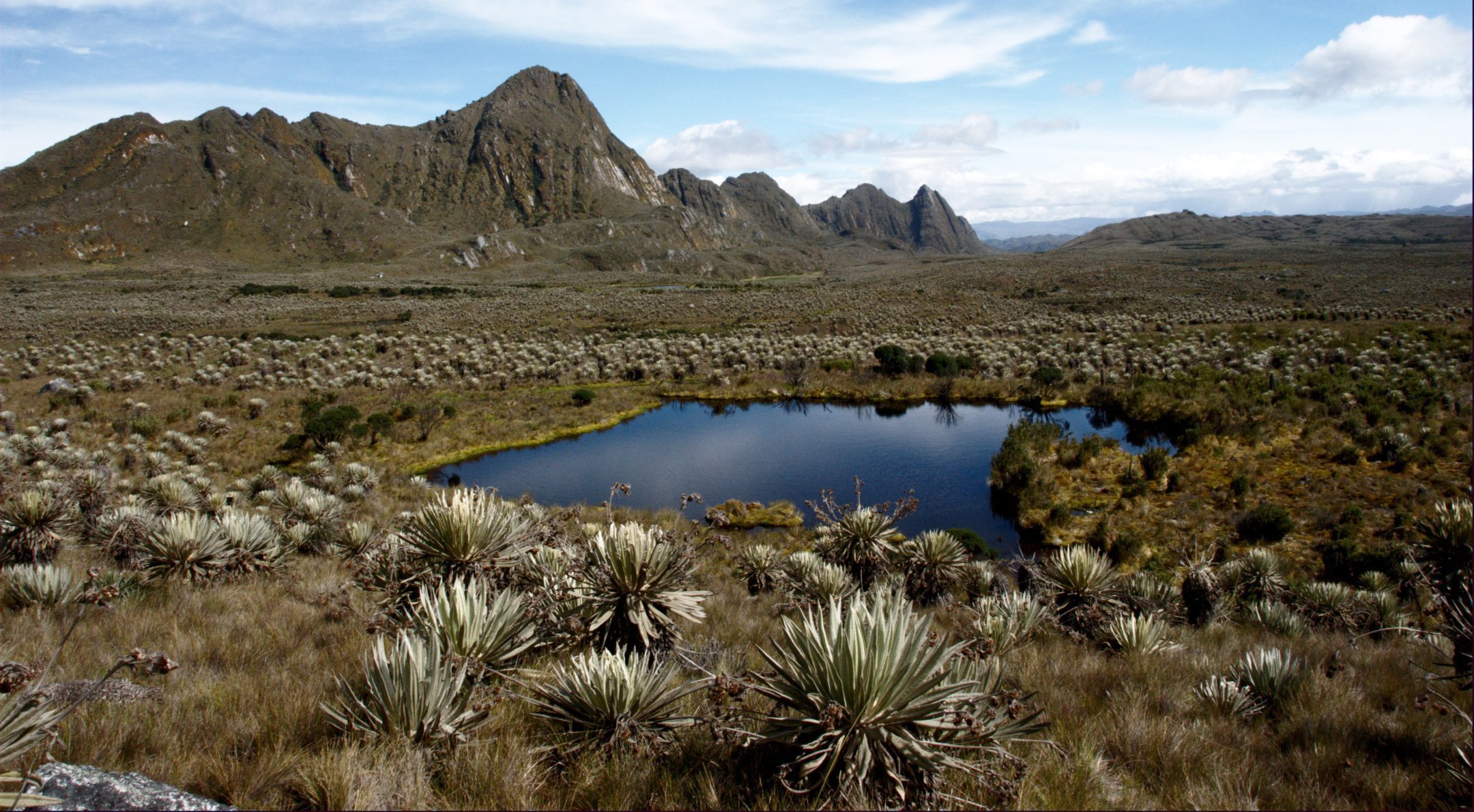 Stormwater Retention Device Inspired by Bryophytes — Innovation — AskNature