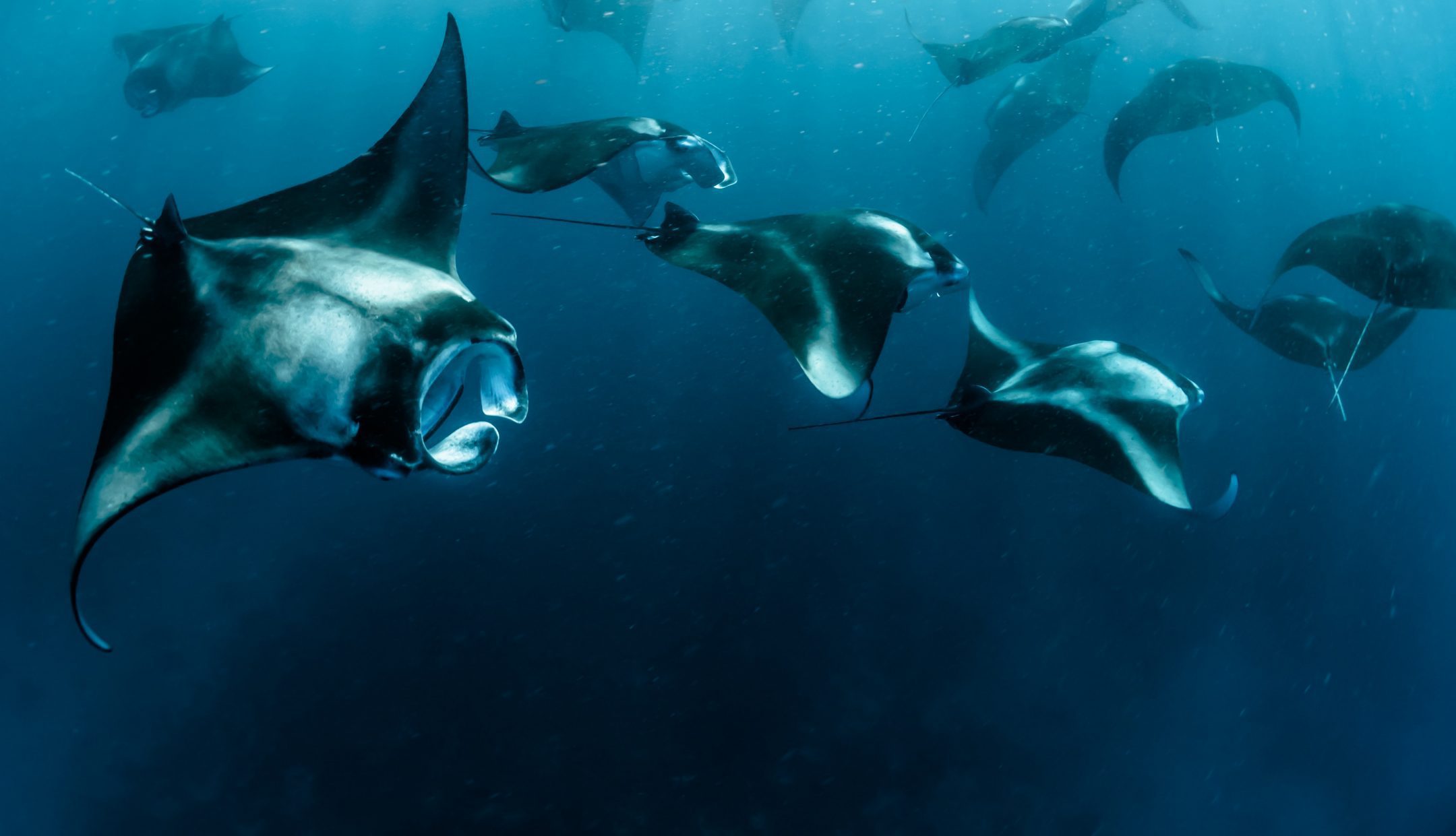 Fine Particulate Matter Filters Inspired by Manta Rays — Innovation ...