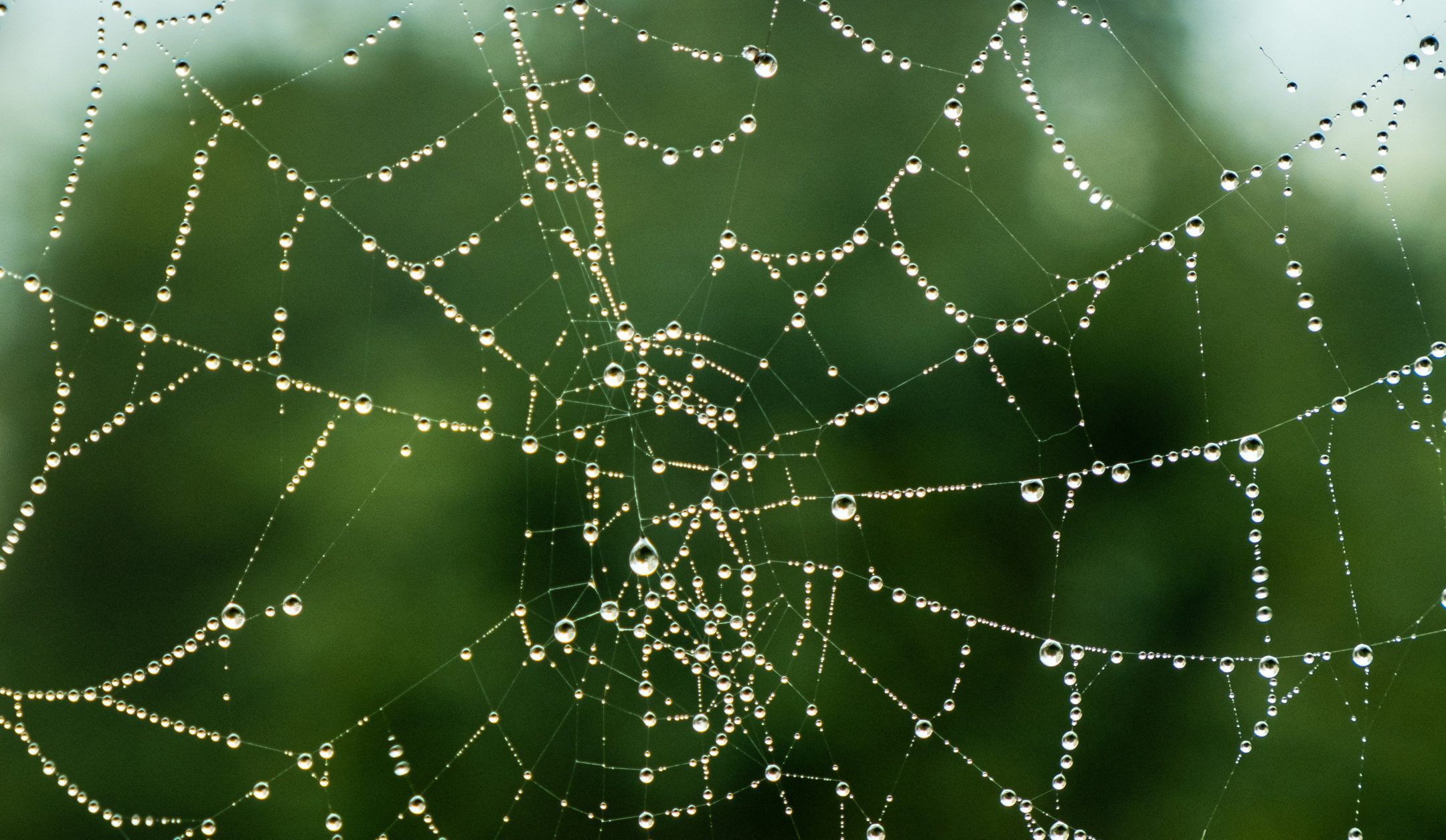 Fine Particulate Filter Inspired by Spider Webs — Innovation — AskNature