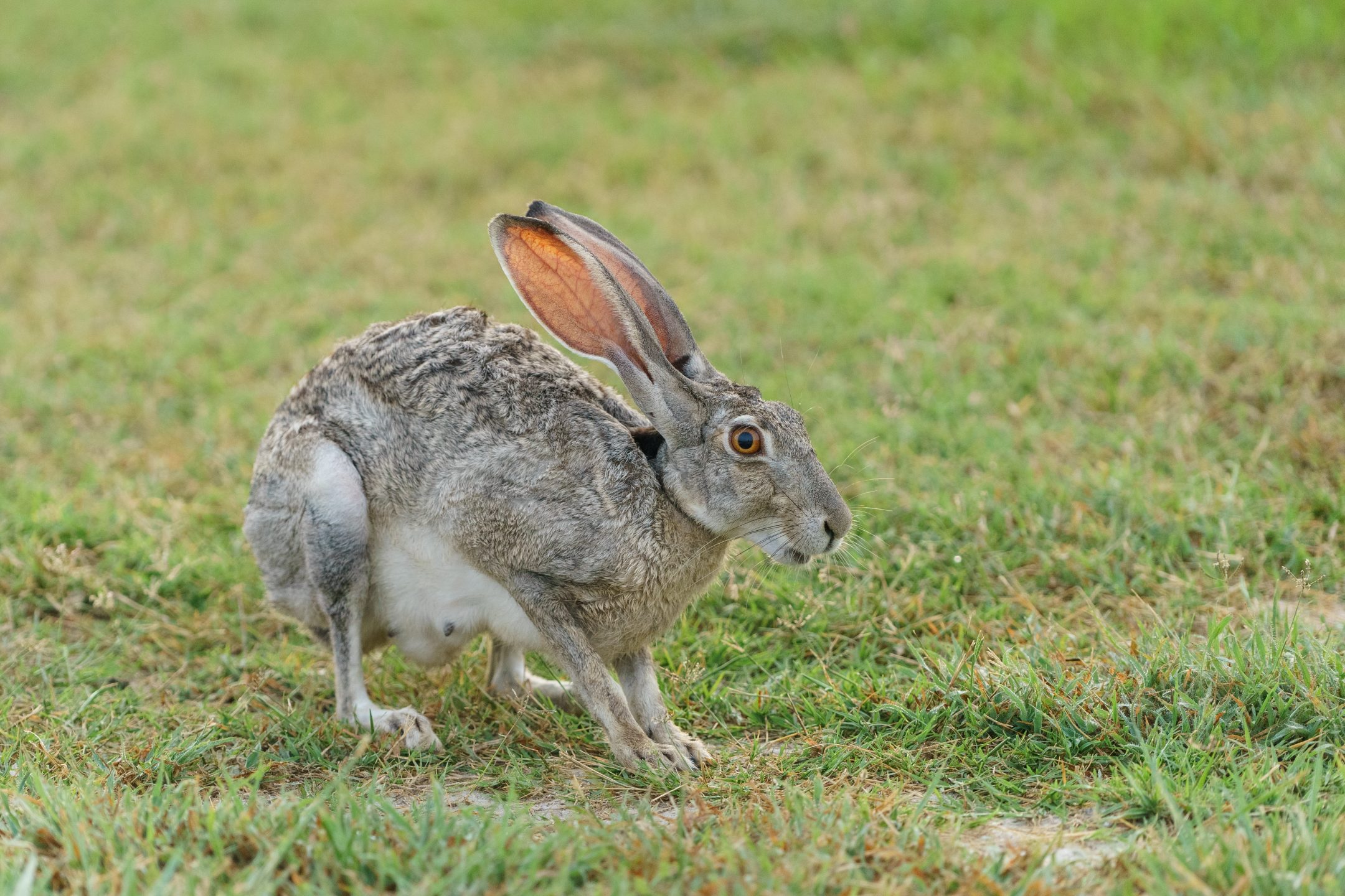 Home Cooling System Inspired by Jackrabbits — Innovation — AskNature