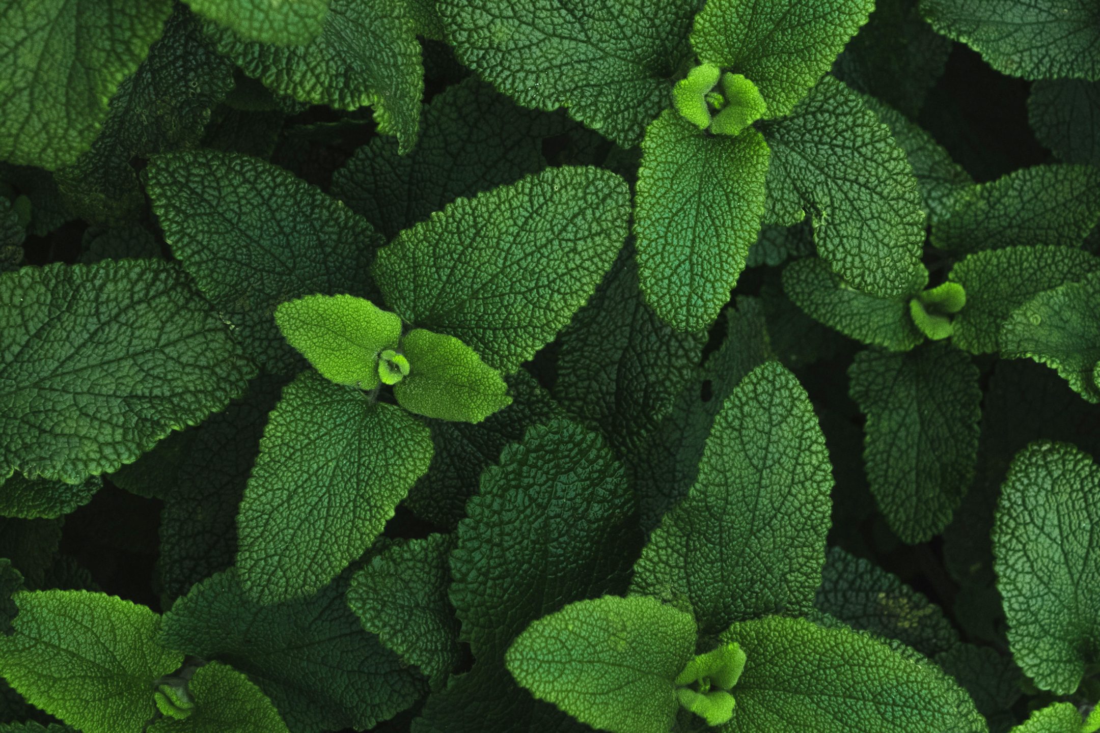 Frost-resistant Wind Turbines Inspired by Mint and Lotus — Innovation ...