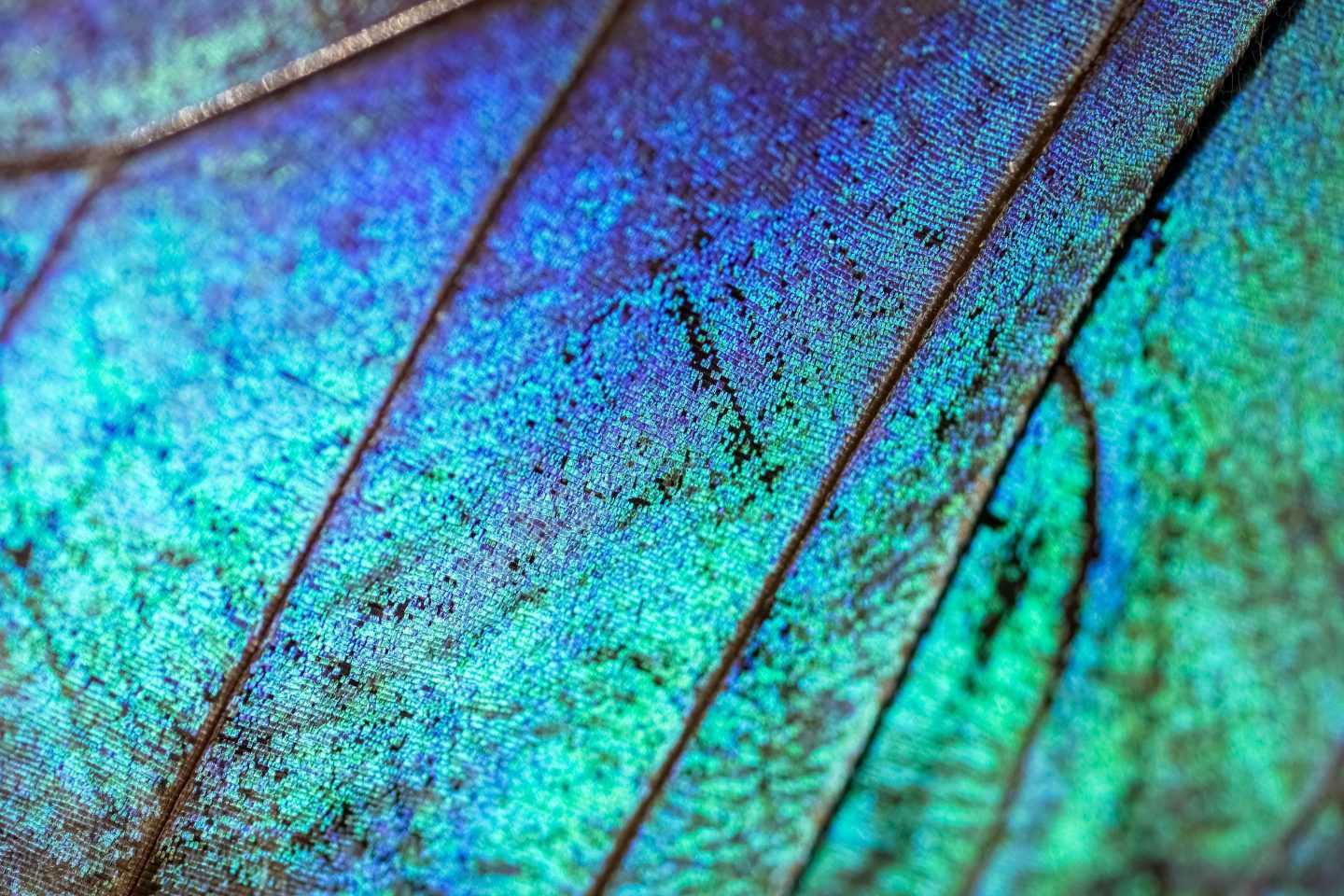 Temperature Regulating Building Block Inspired by Morpho Butterfly ...