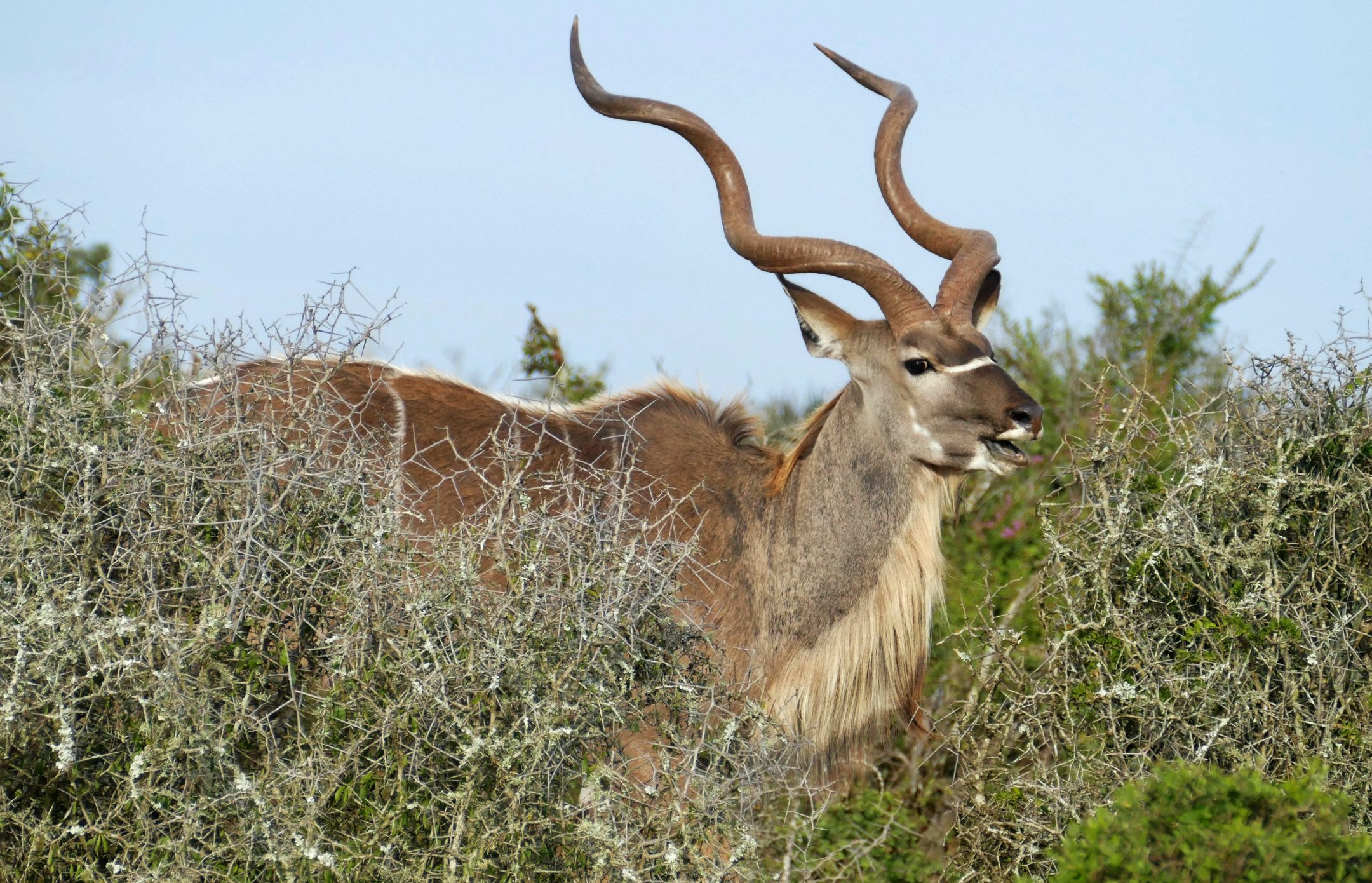 Coastline Erosion Prevention Inspired by Mangroves, Spiral Horned ...