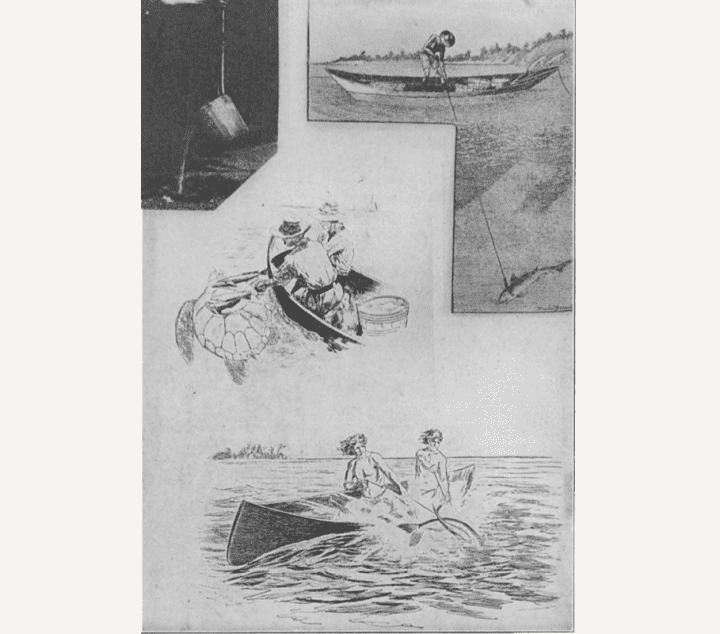 The Versatile Grip of Remoras’ Suction Discs — Biological Strategy ...