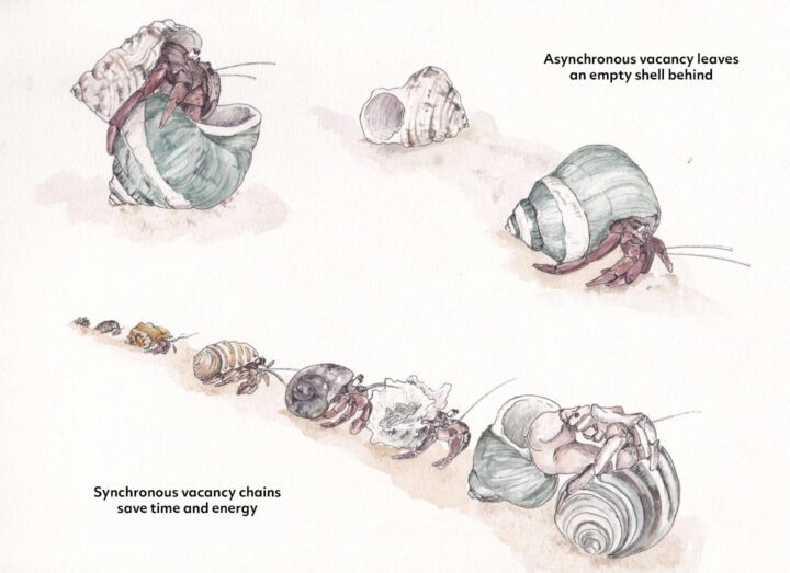 Hermit Crabs Use Social Networking to Find New Homes — Biological ...