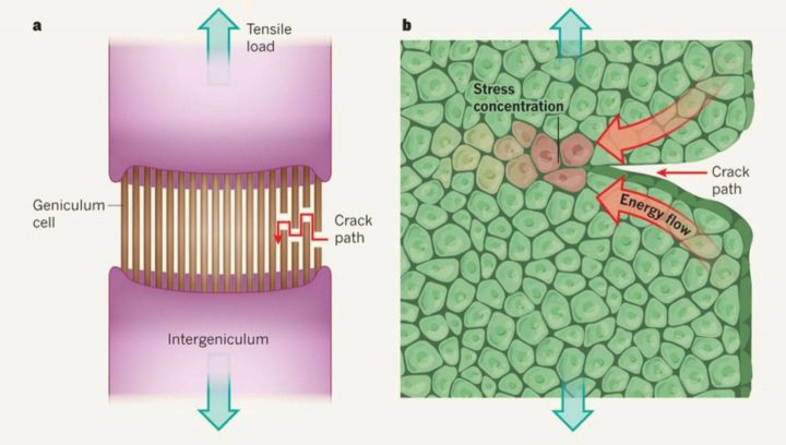Genicular Joints Allow for Flexibility — Biological Strategy — AskNature