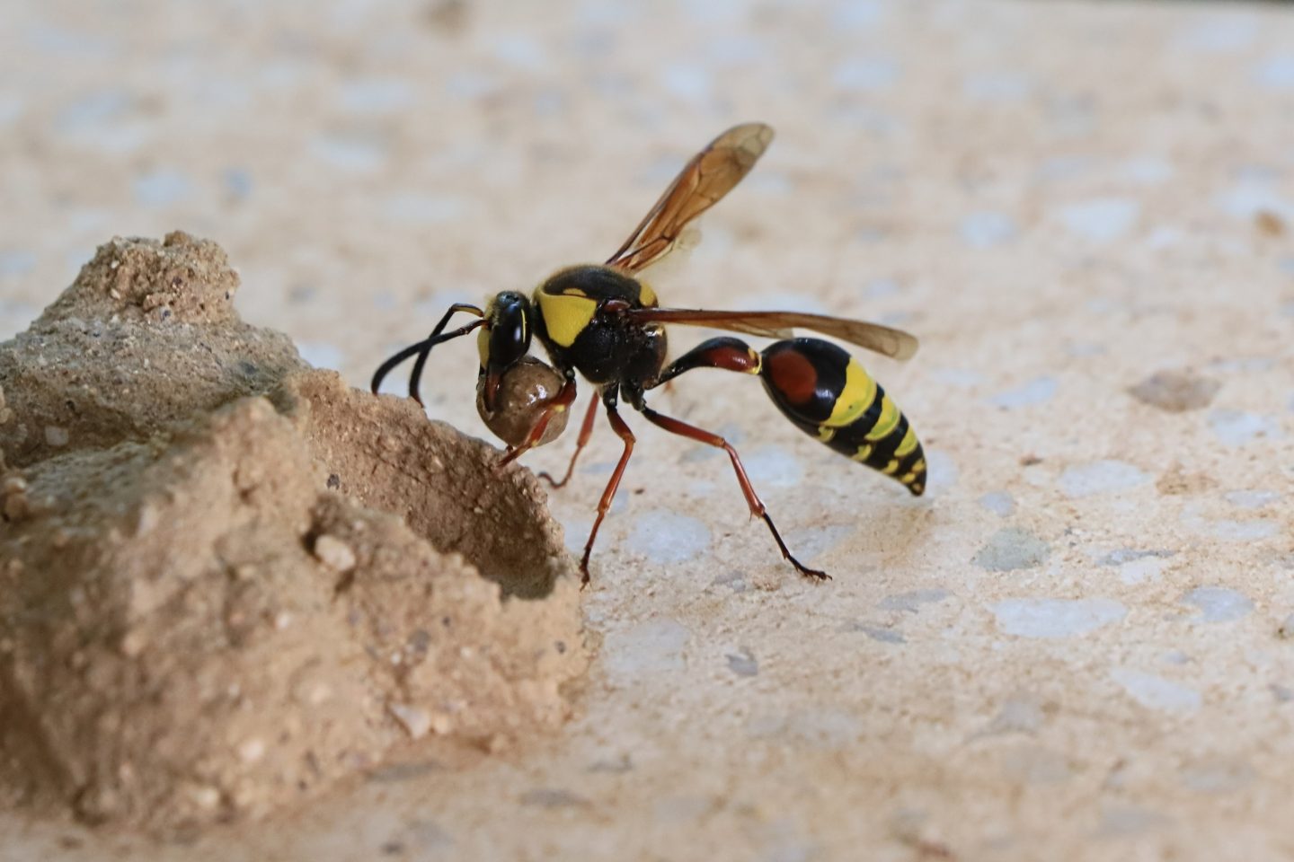How Does Nature Build a Home? — Collection — AskNature