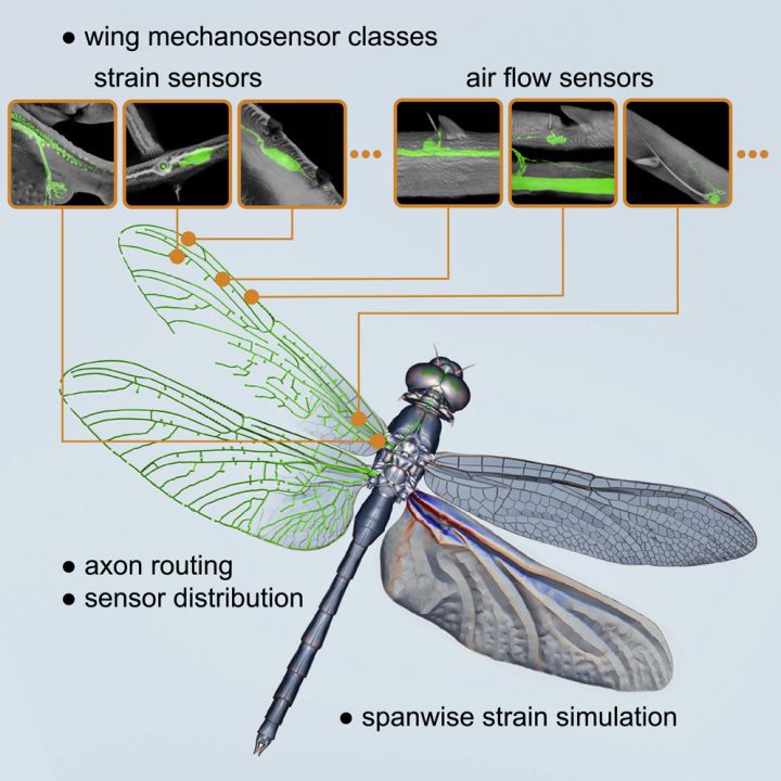 Sensory Cells Give Dragonflies Smart Wings — Biological Strategy — AskNature