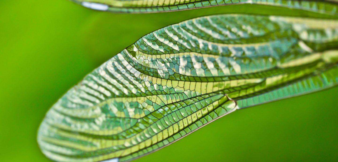 Sensory Cells Give Dragonflies Smart Wings — Biological Strategy ...