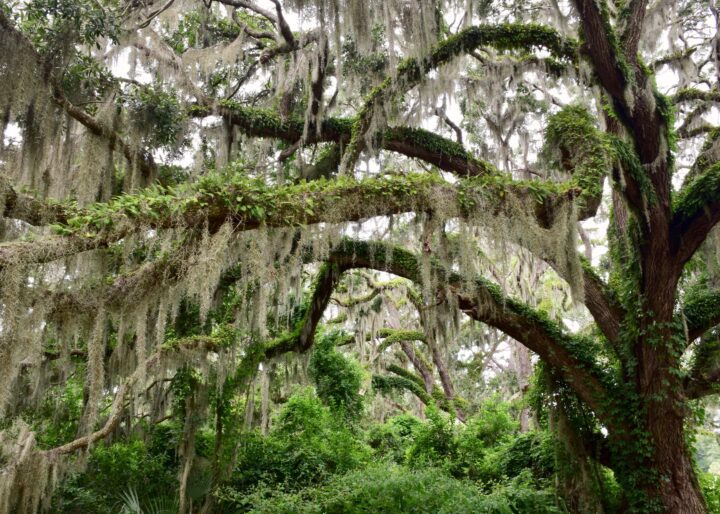 Innovation Inspired by Nature — AskNature