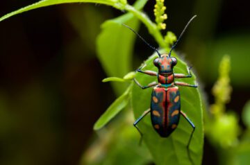 Innovation Inspired by Nature — AskNature