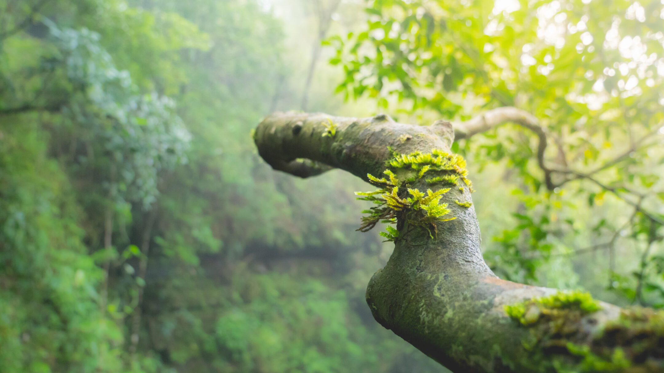 High-Performance Biocomposites Inspired by Trees — Innovation — AskNature