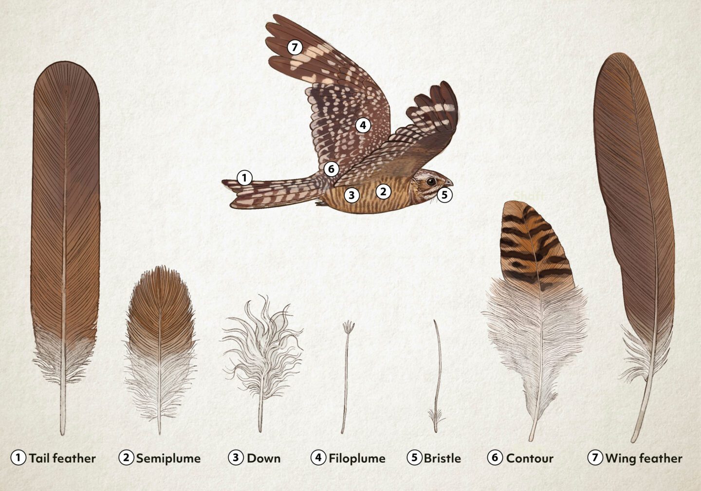 The Art and Ingenuity of the Feather — Collection — AskNature
