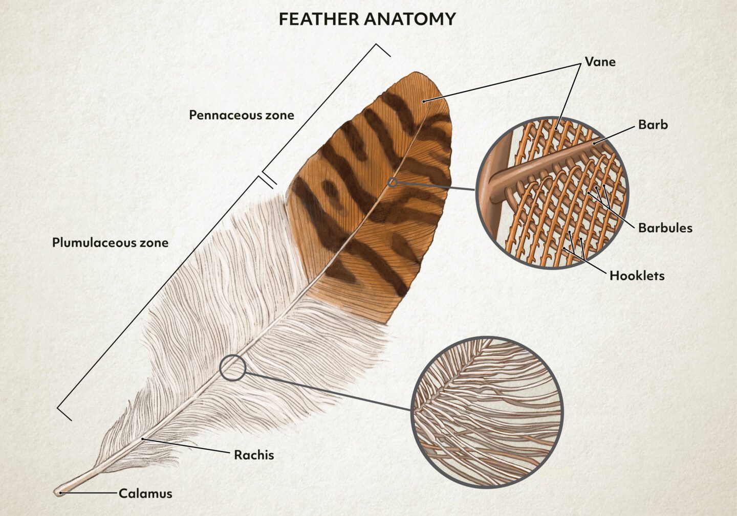 The Art and Ingenuity of the Feather — Collection — AskNature