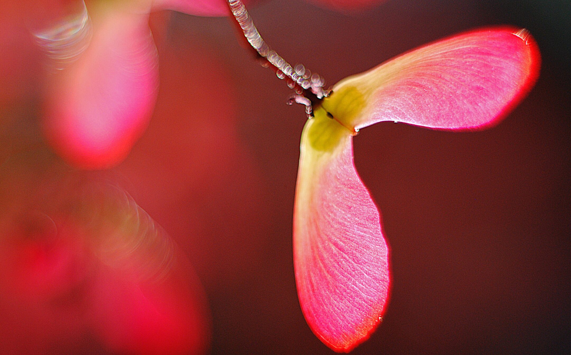 Wind Turbine for Low Wind Speed Inspired by Maple Seeds — Innovation ...