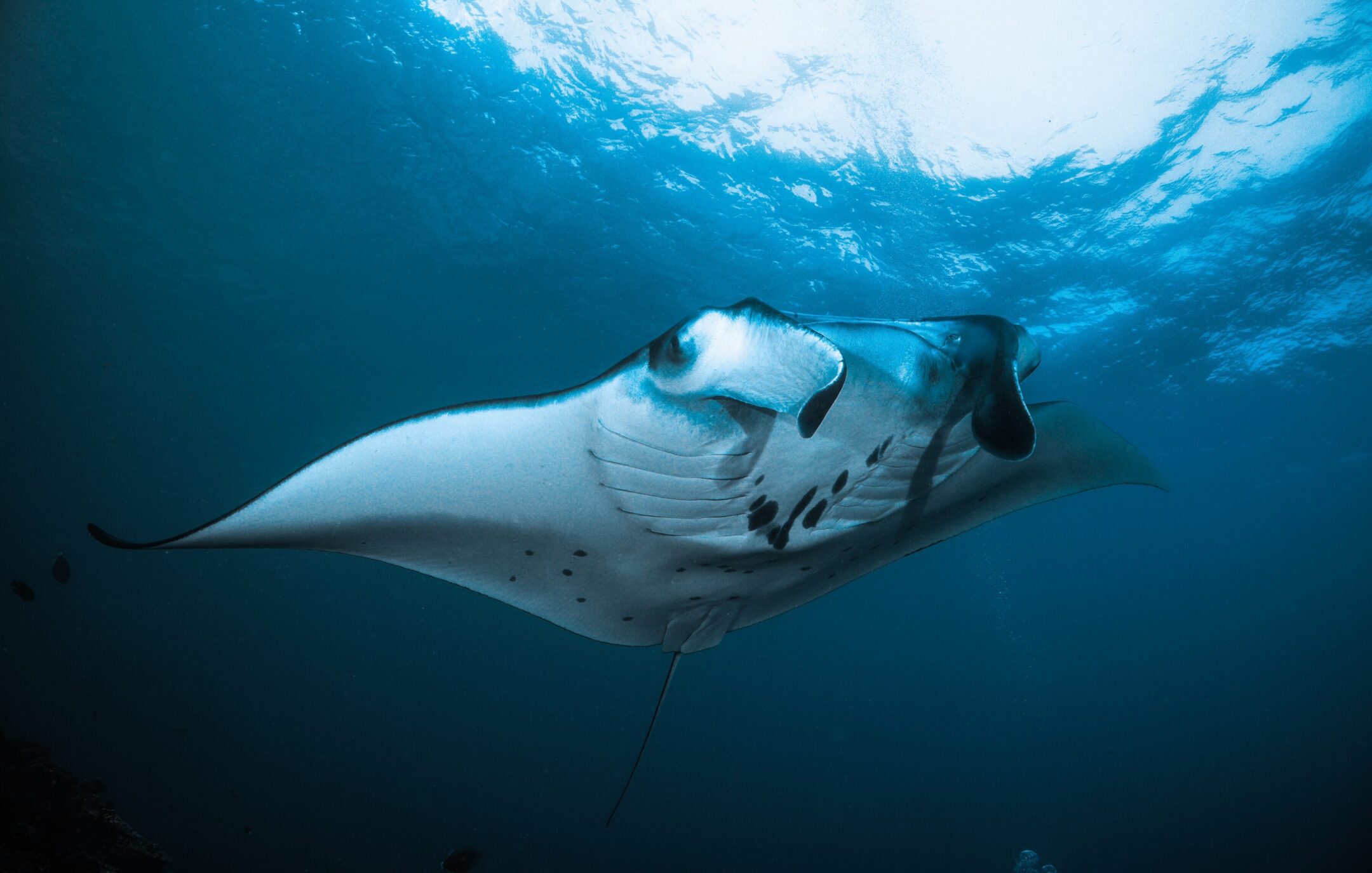 Low-cost Portable Water Filter — Innovation — AskNature