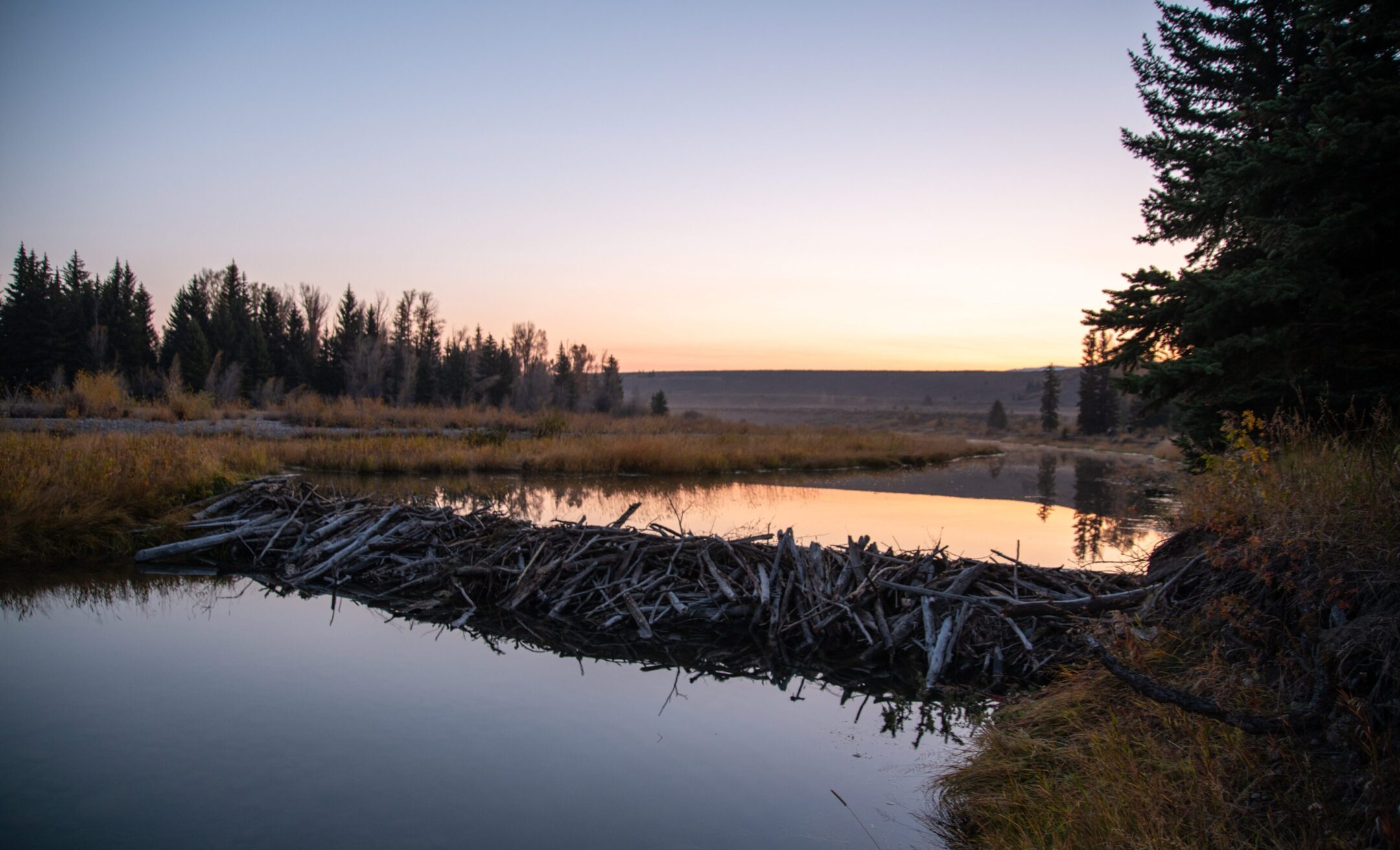 Erosion-control Geotextile Inspired by Beavers — Innovation — AskNature
