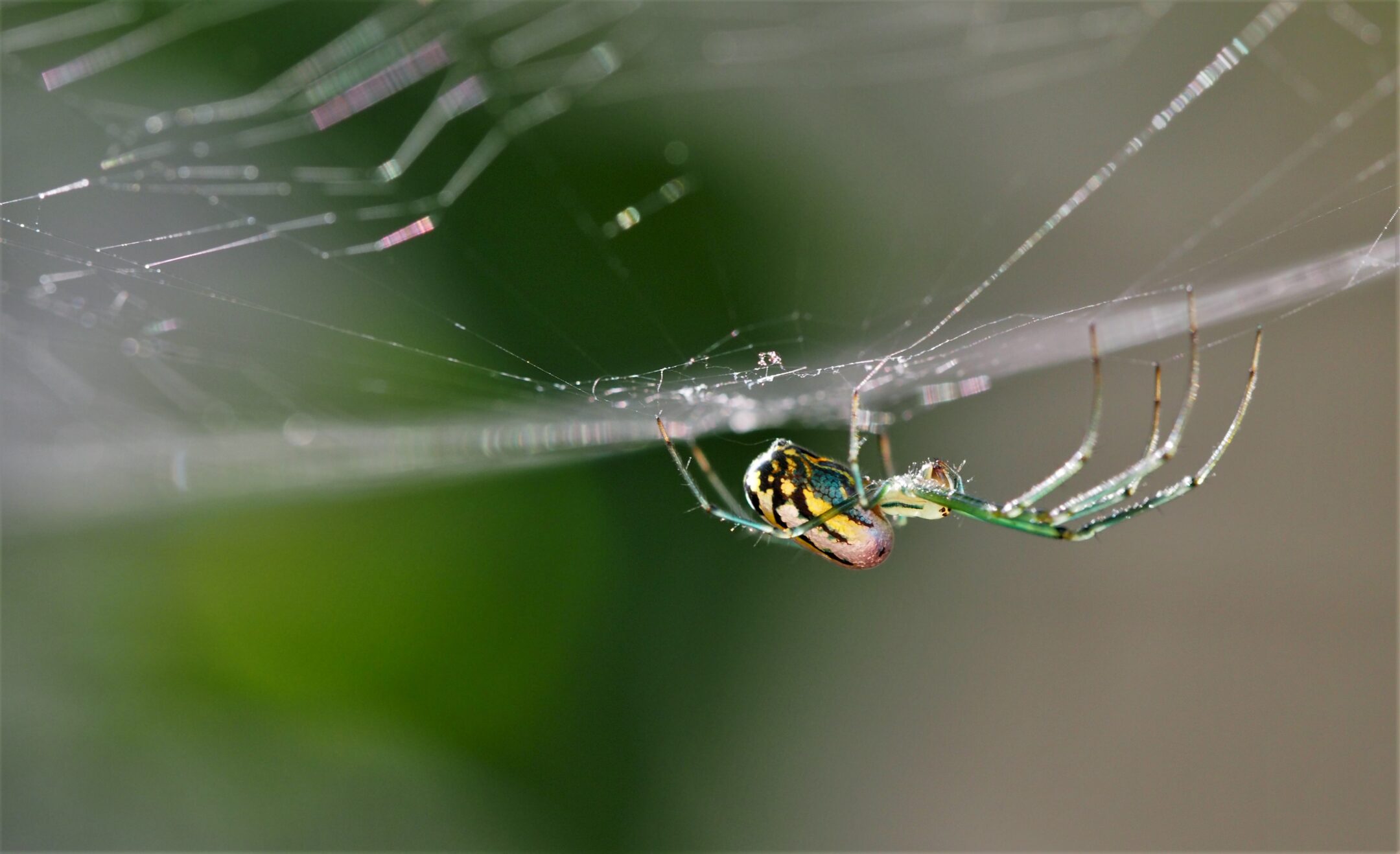 Webs Communicate Only What Matters — Biological Strategy — AskNature