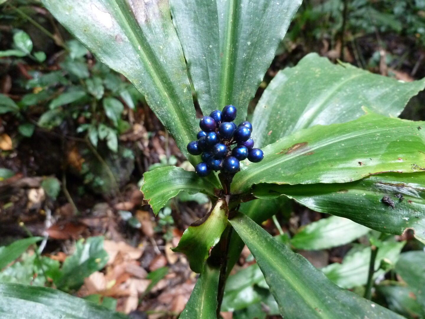 Environmentally Friendly Pigments and Glitters Inspired by Iridescent ...