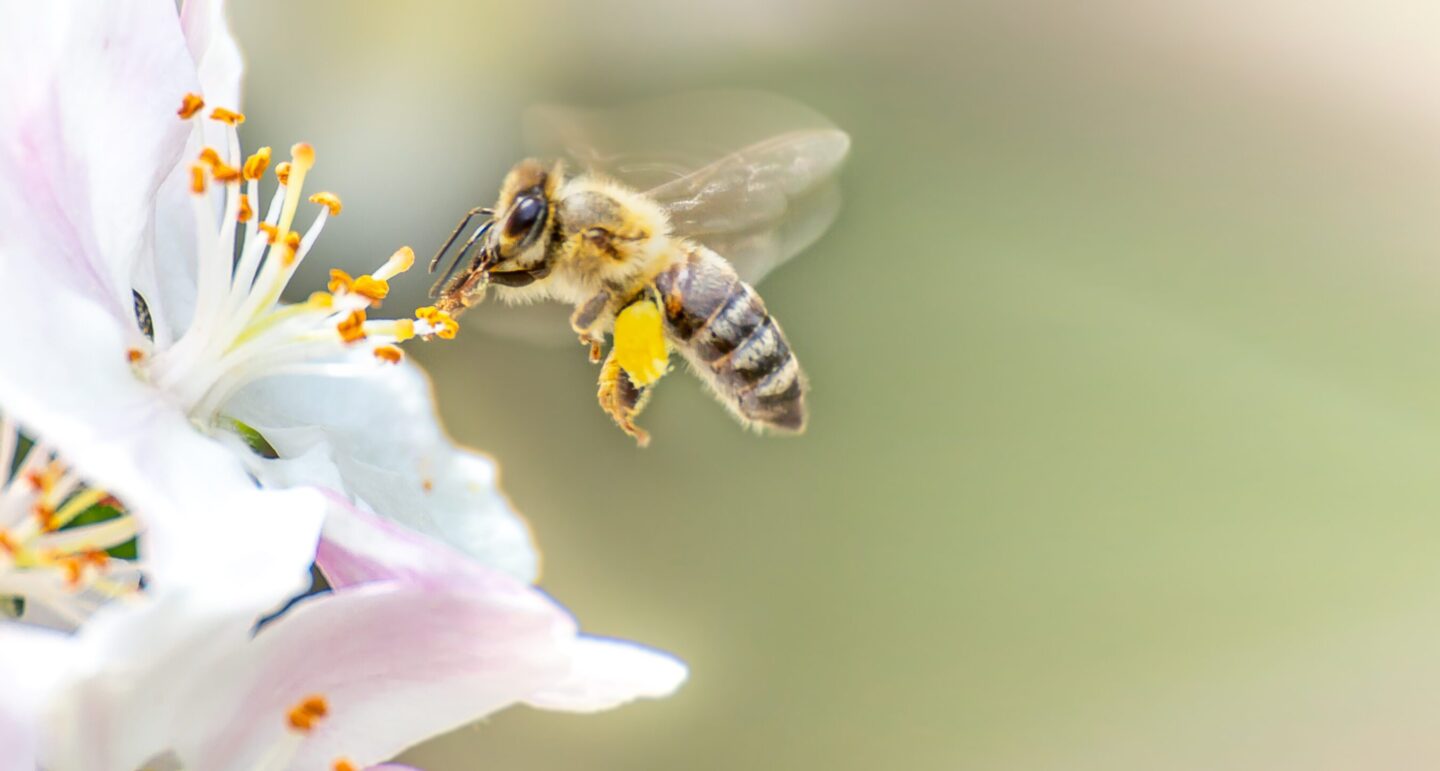 Bees and Flowers Harness Static Electricity to Spread Pollen ...