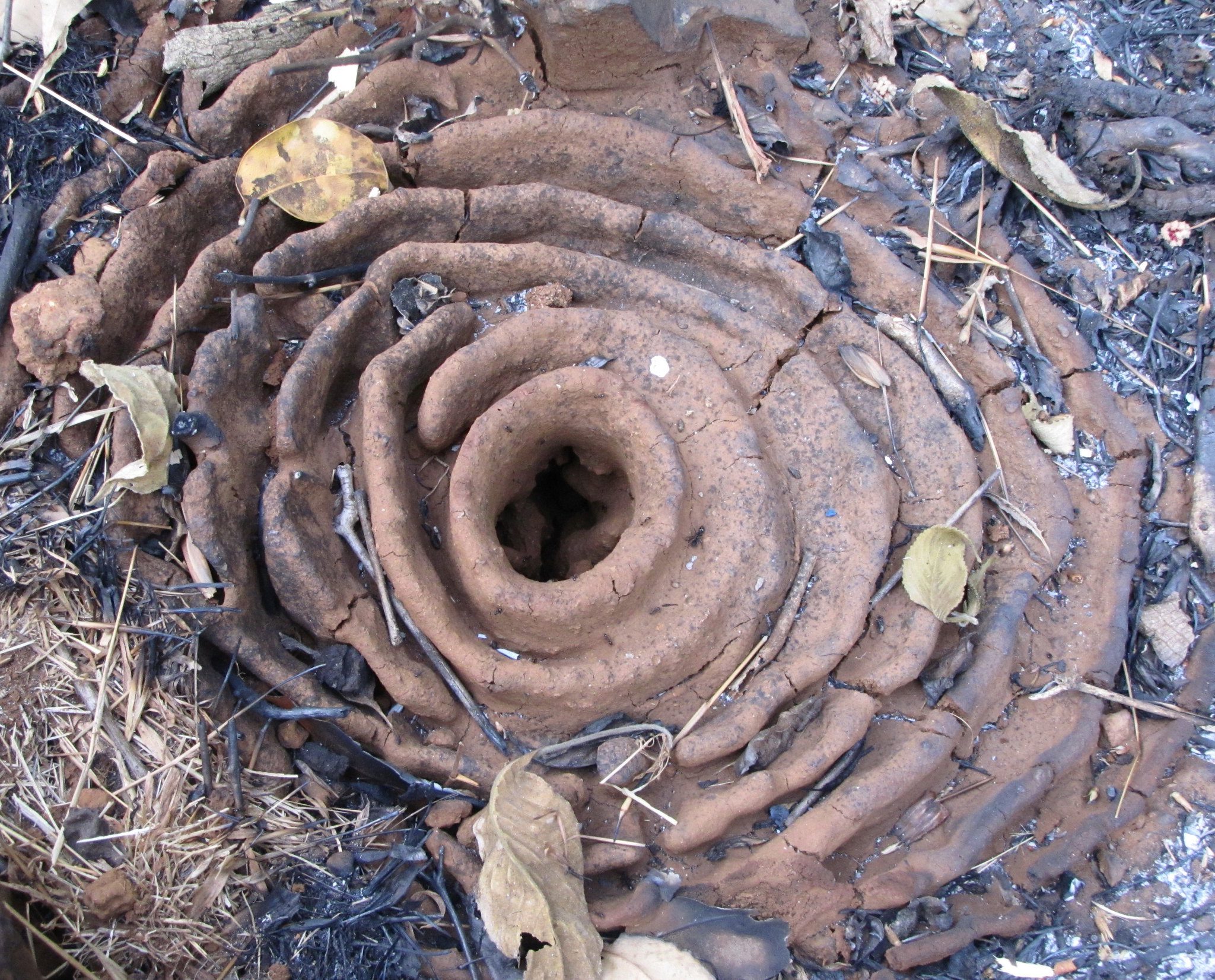 Protection From Flash Floods Inspired by Indian Harvester Ant ...